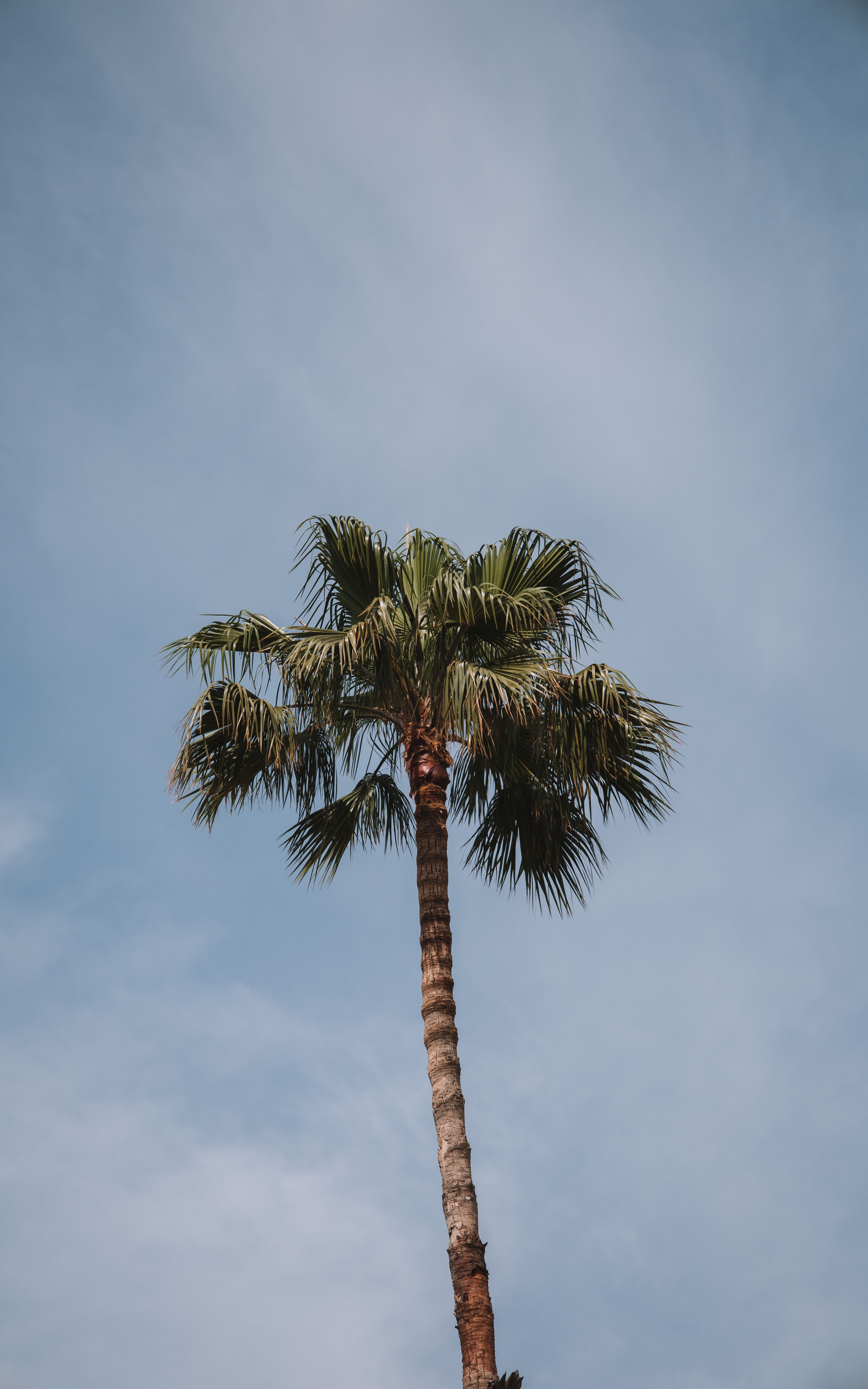 Top of the Palm Tree · Free Stock Photo