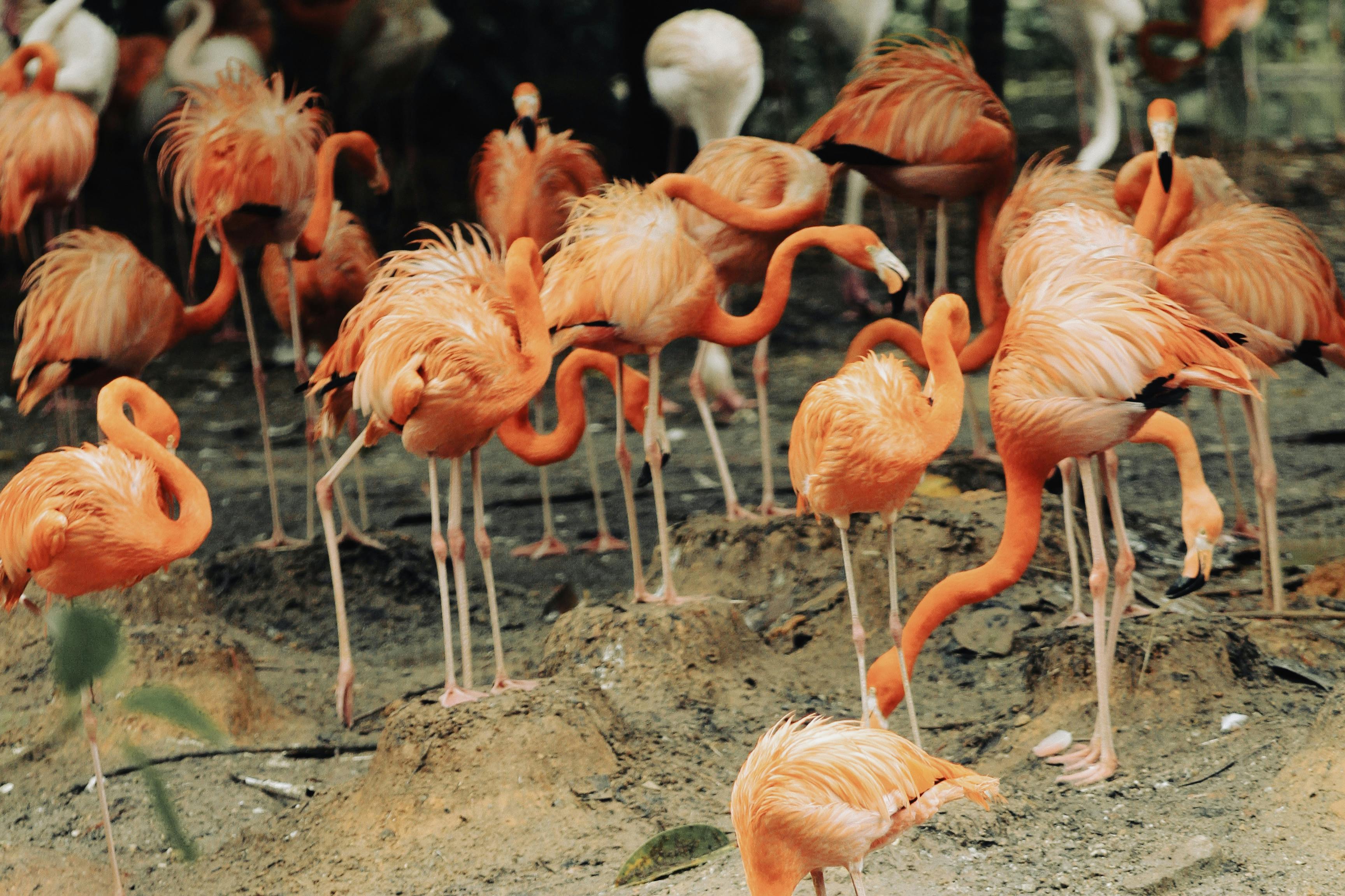 Flock of Flamingo · Free Stock Photo