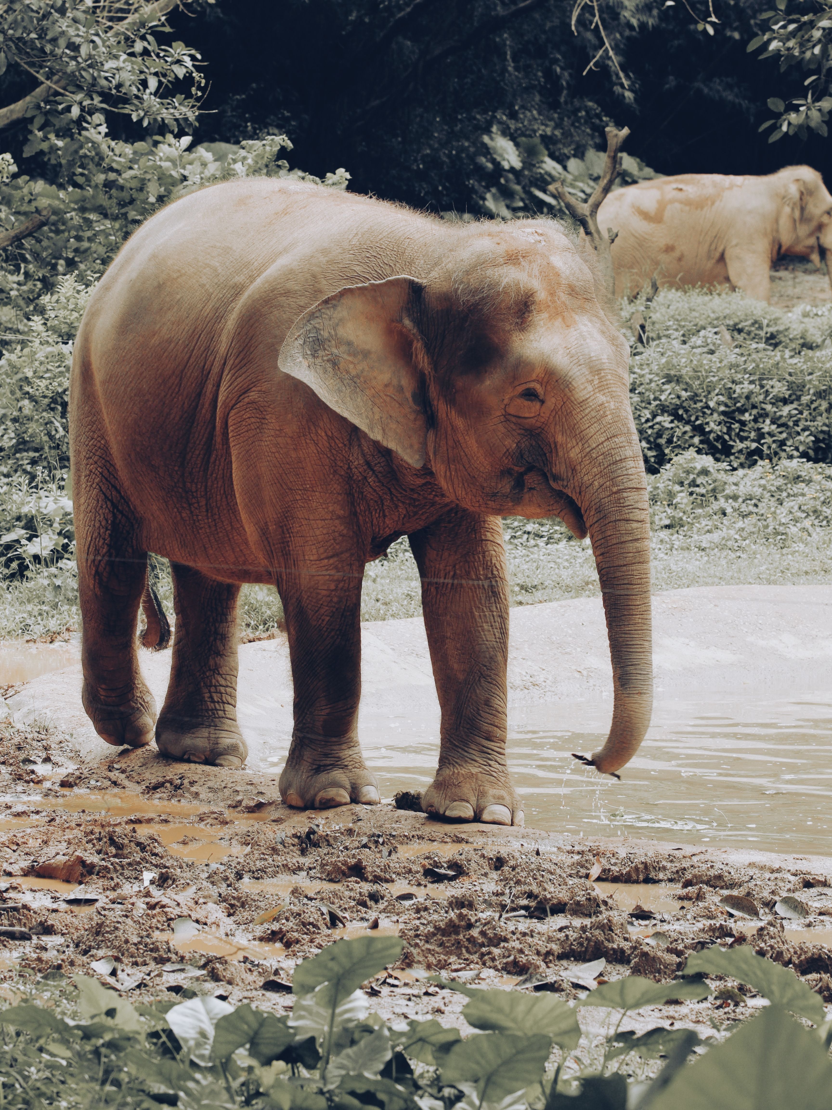 Close-Up Photograph of an Elephant's Trunk · Free Stock Photo