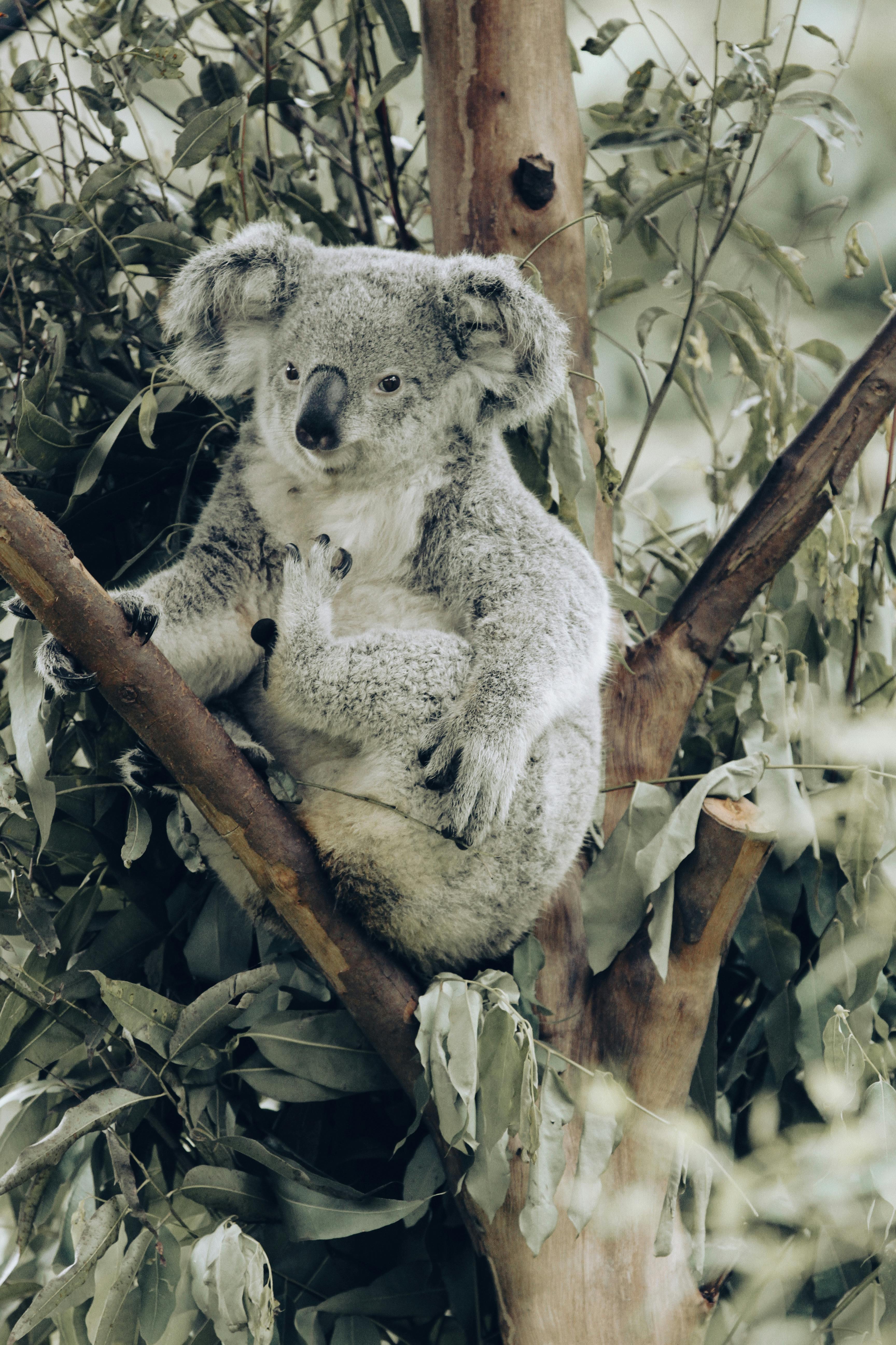 Koala on Tree · Free Stock Photo
