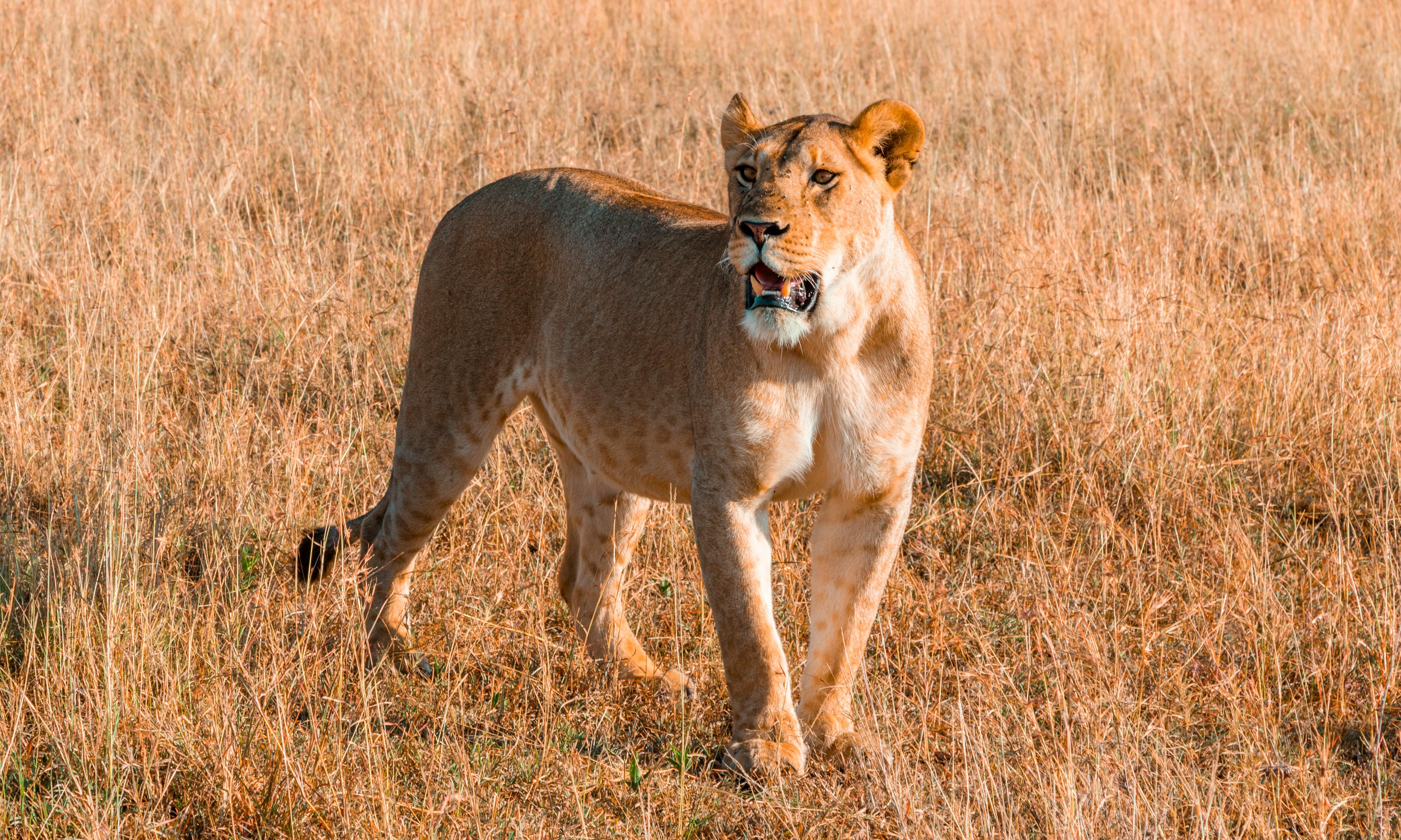 Close-up of Lioness Head · Free Stock Photo