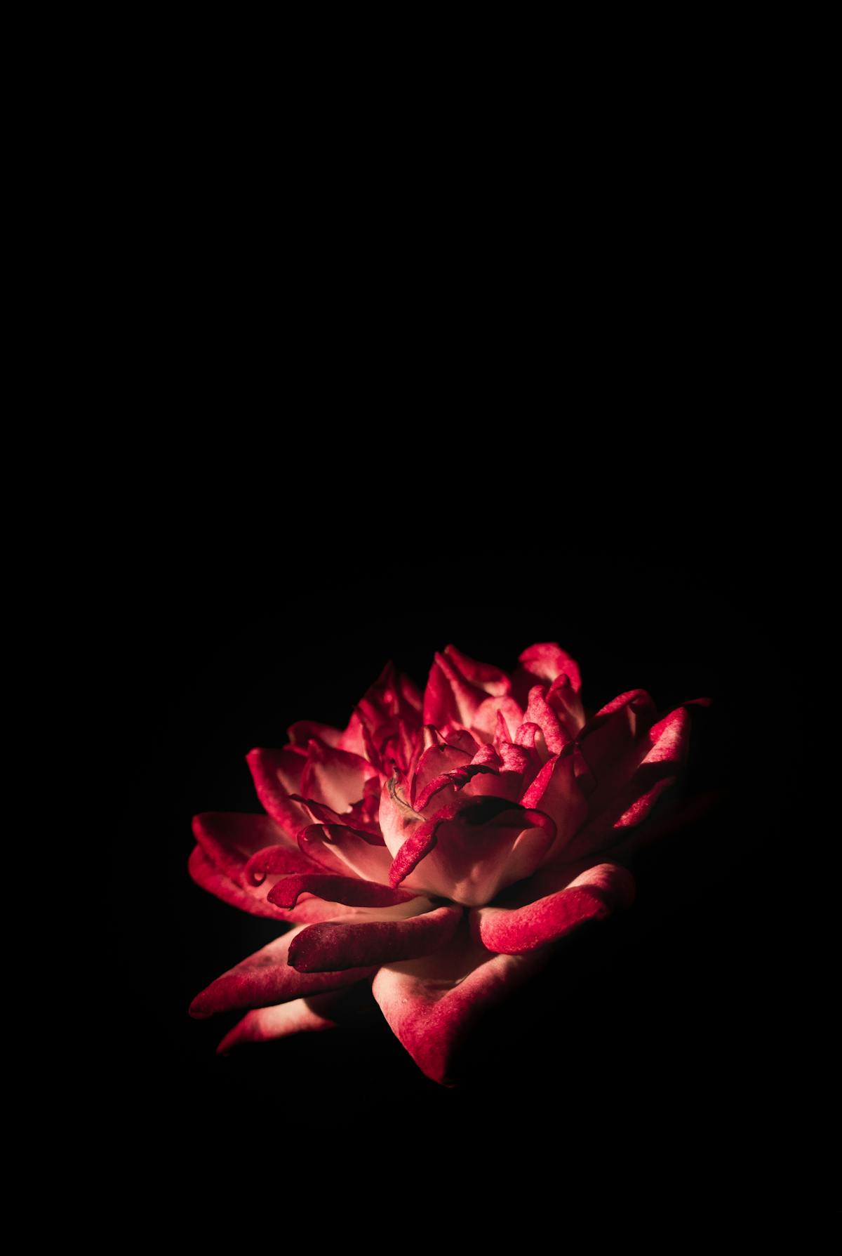 Dark Flower Photos, Download The BEST Free Dark Flower Stock Photos ...