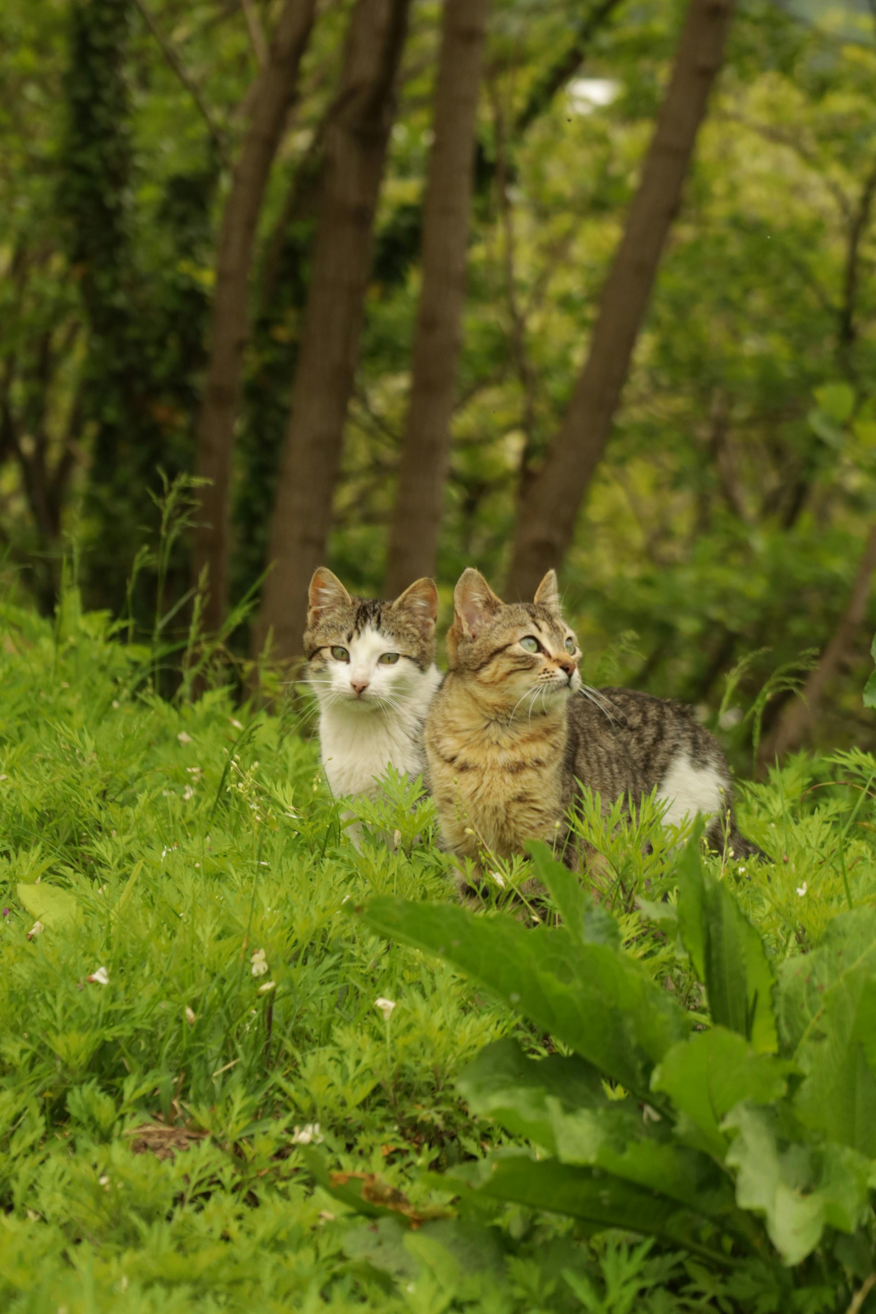 Adorable Cats in Park · Free Stock Photo