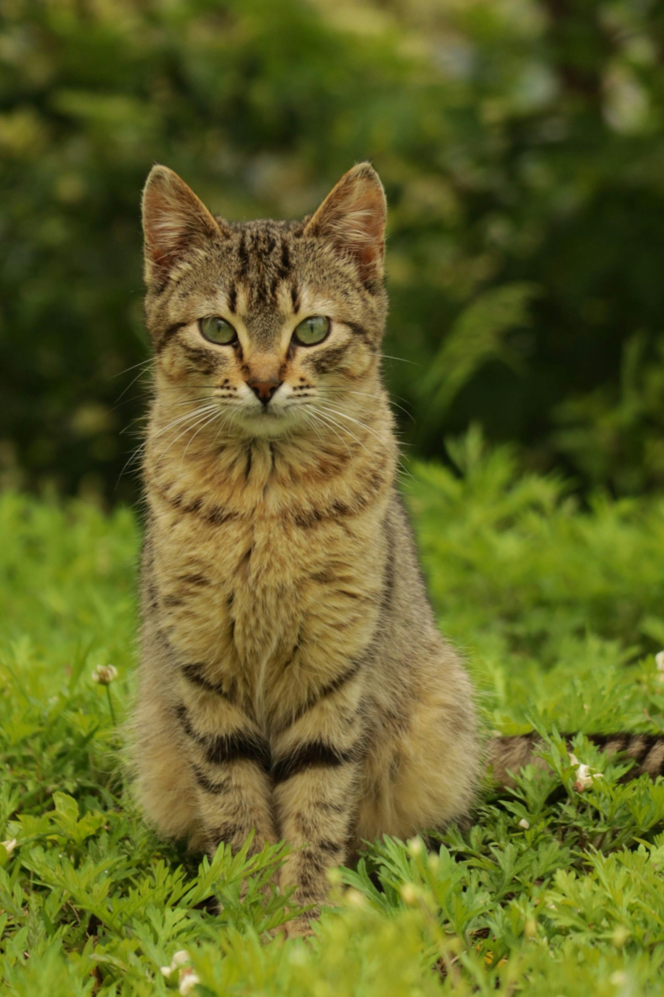 Close-Up Photography of Tabby Cat · Free Stock Photo
