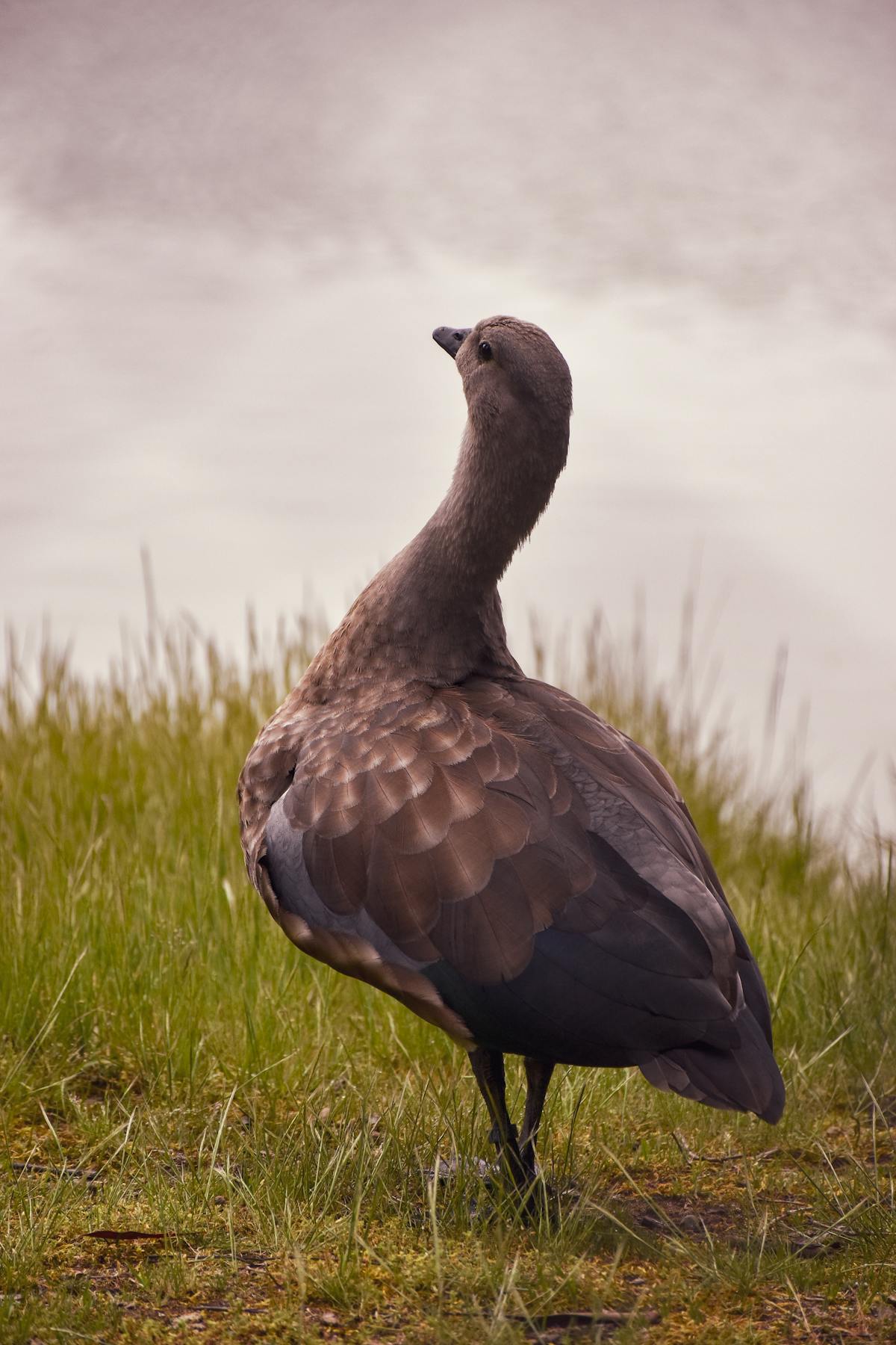 Blue Winged Goose Photos, Download The BEST Free Blue Winged Goose ...