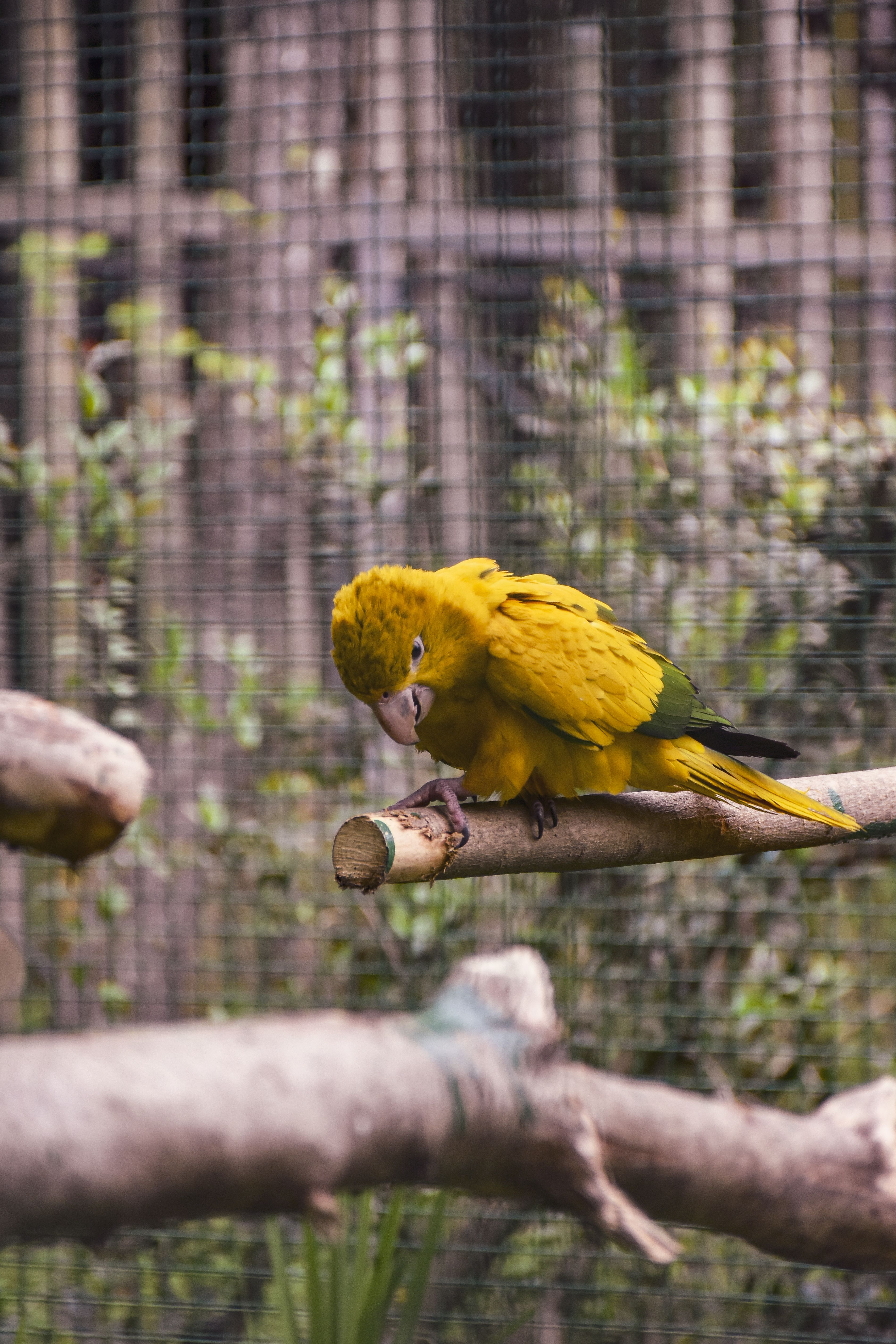 Two Cockatiel Parrots Sitting in a Cage · Free Stock Photo
