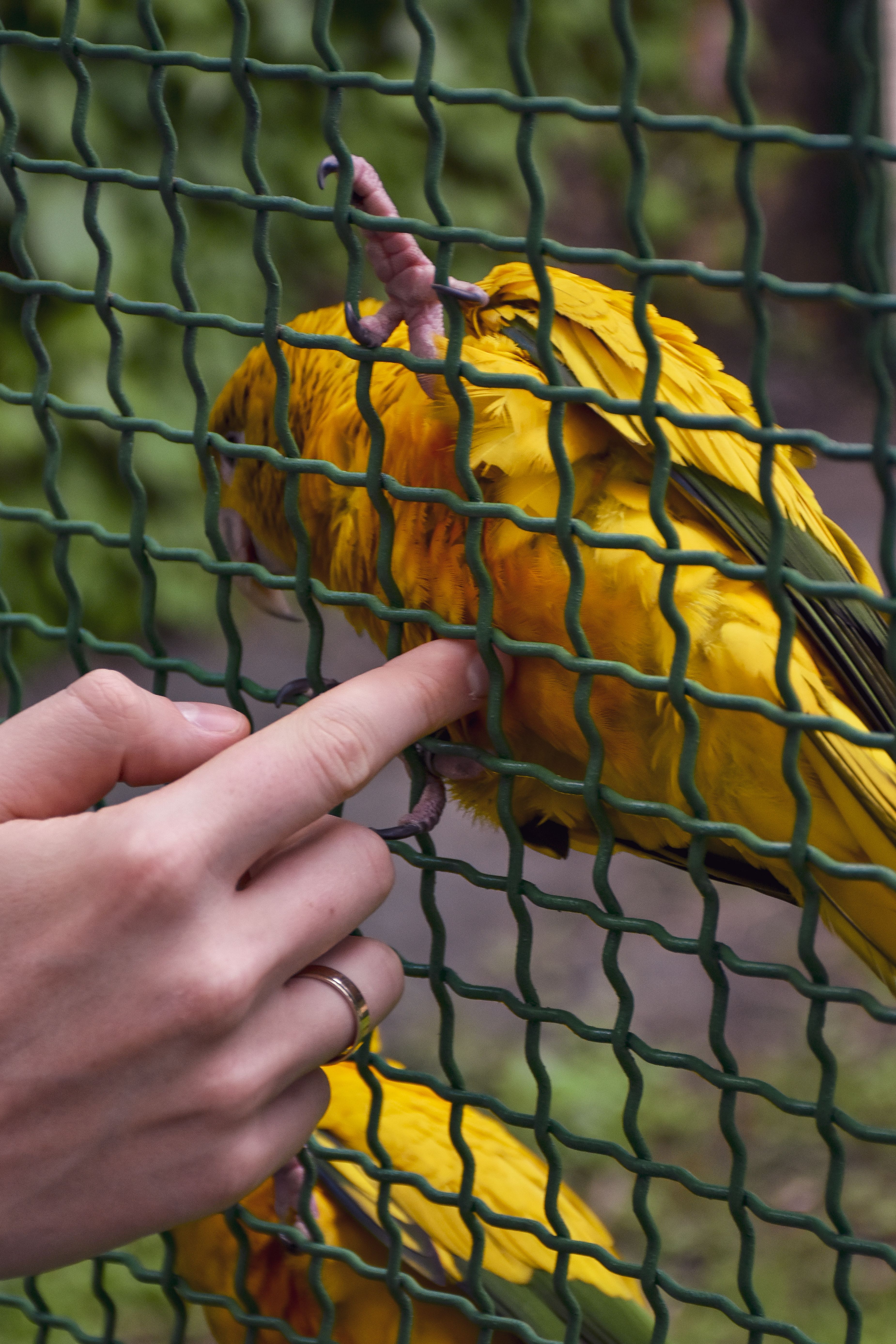 Woman Touching a Yellow Parrot in a Cage on its Belly · Free Stock Photo