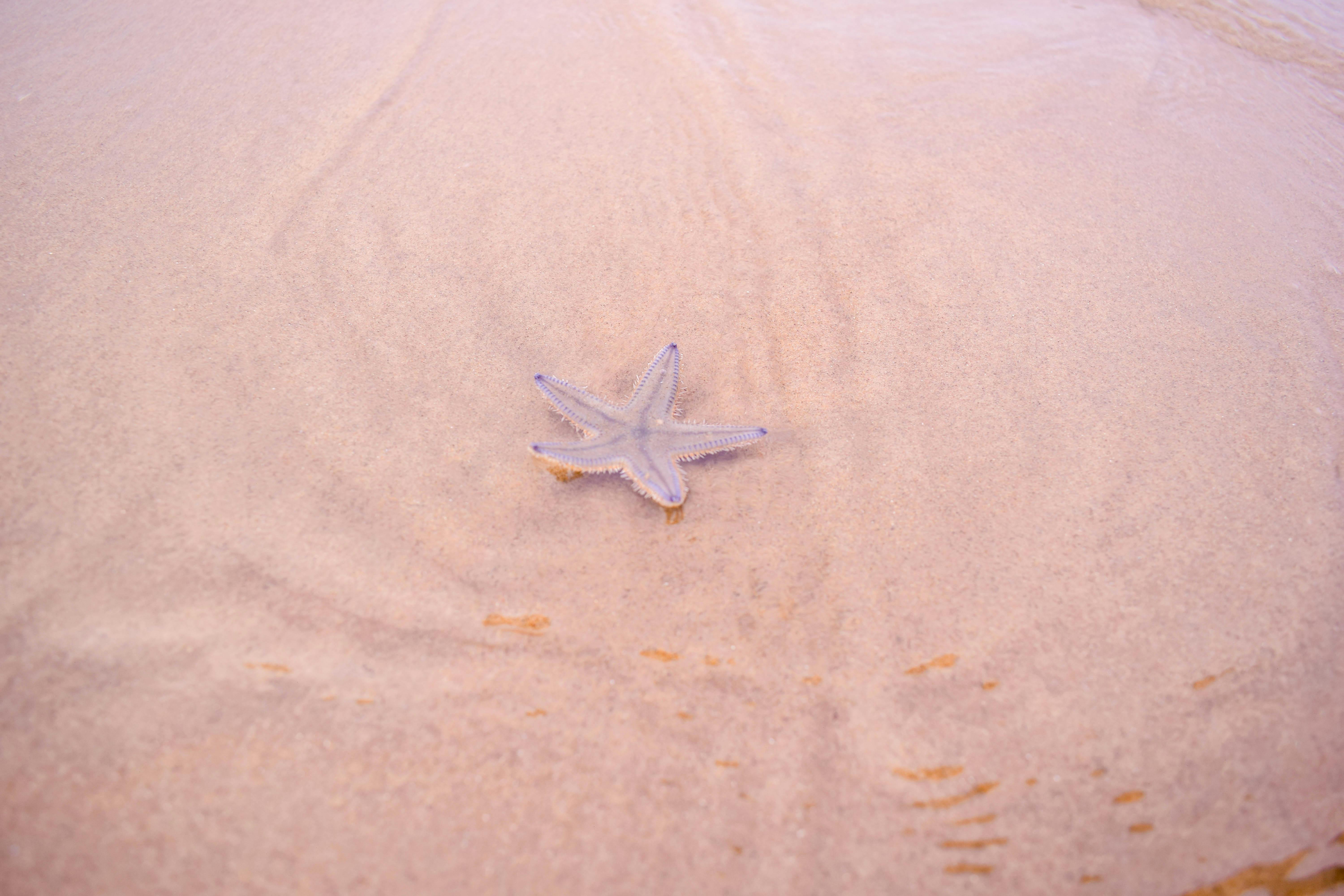 Sea Shells and a Starfish on the Beach Sand · Free Stock Photo