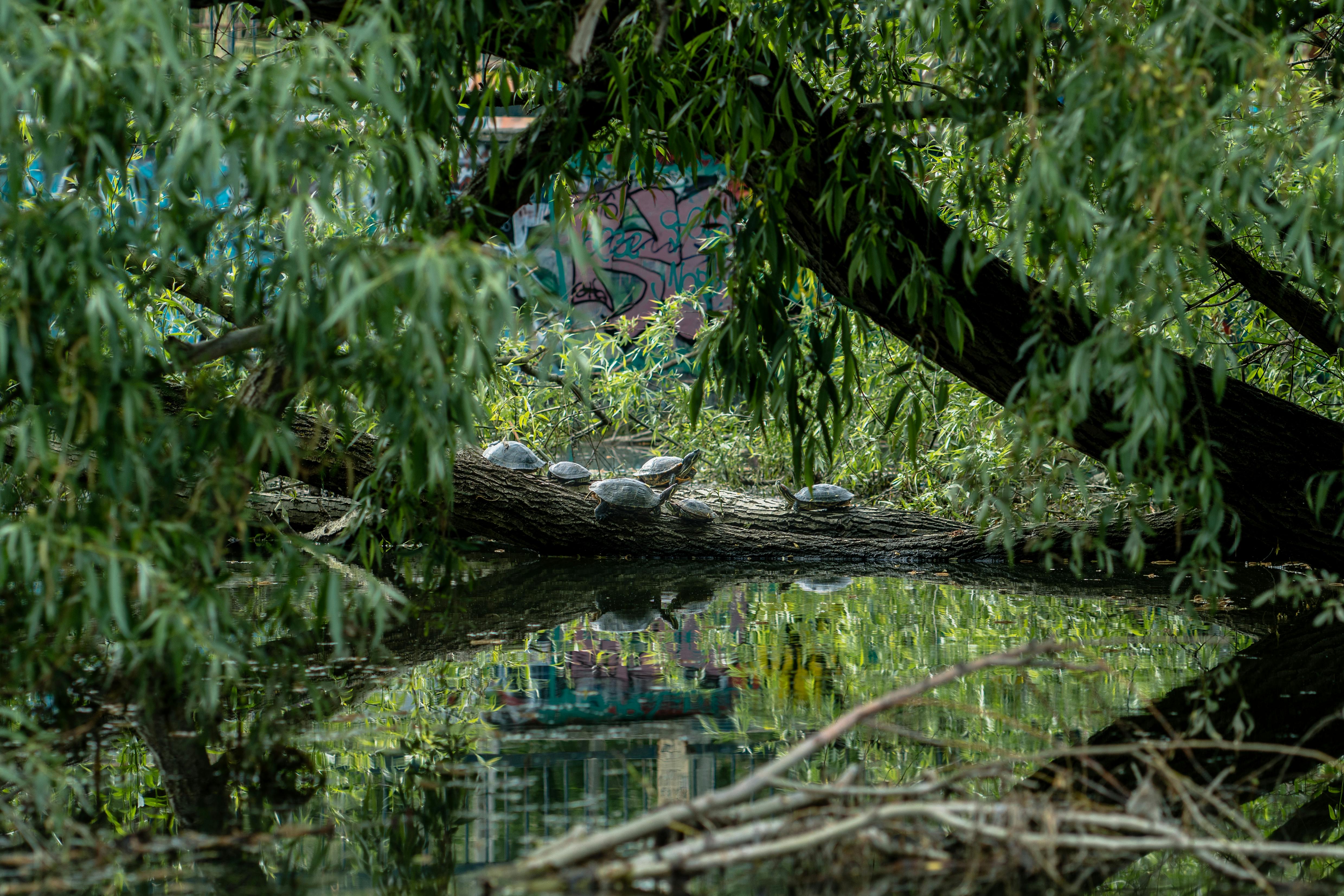 Nature Summer Photos, Download The BEST Free Nature Summer Stock Photos ...