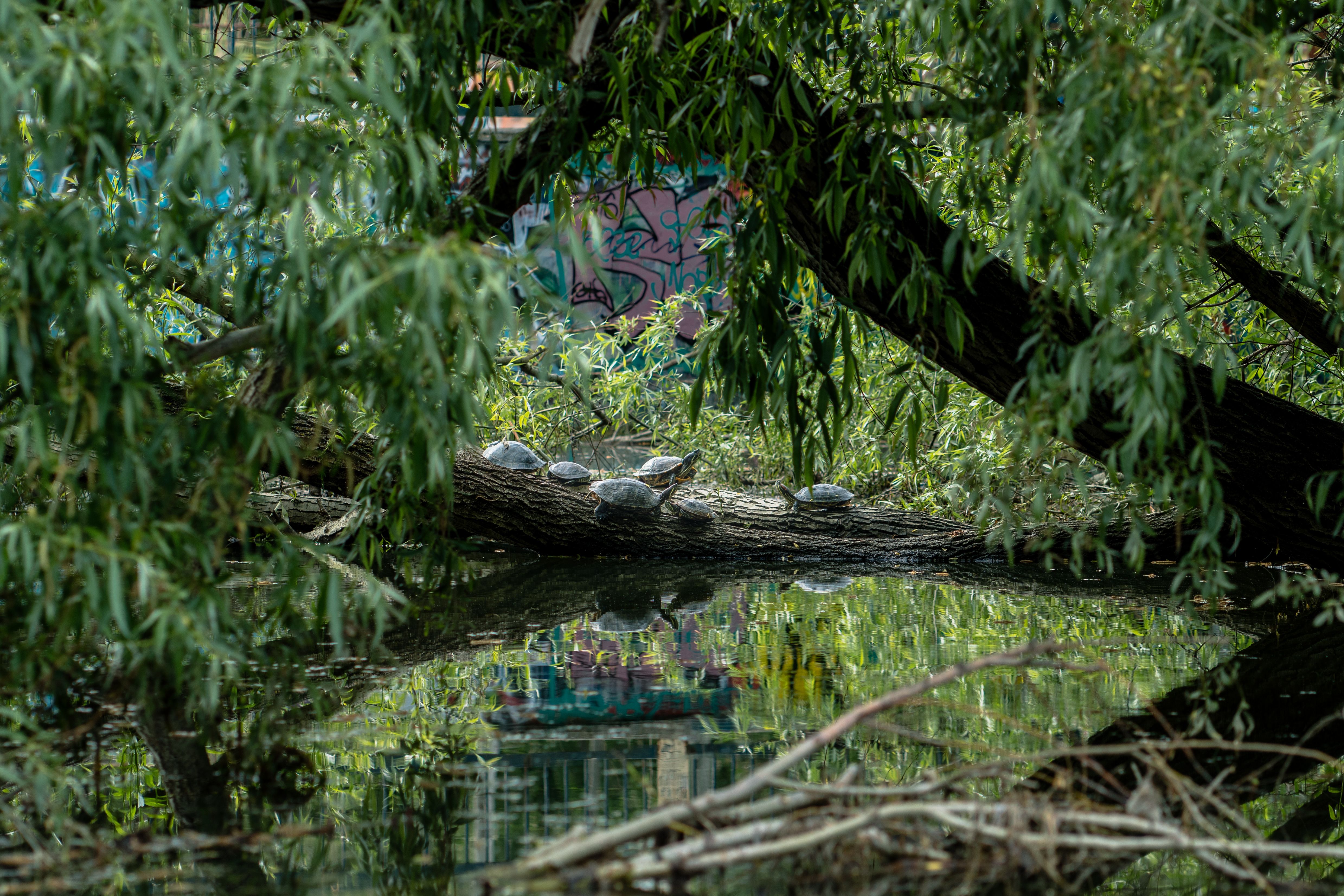 Turtles on Tree over Lake · Free Stock Photo