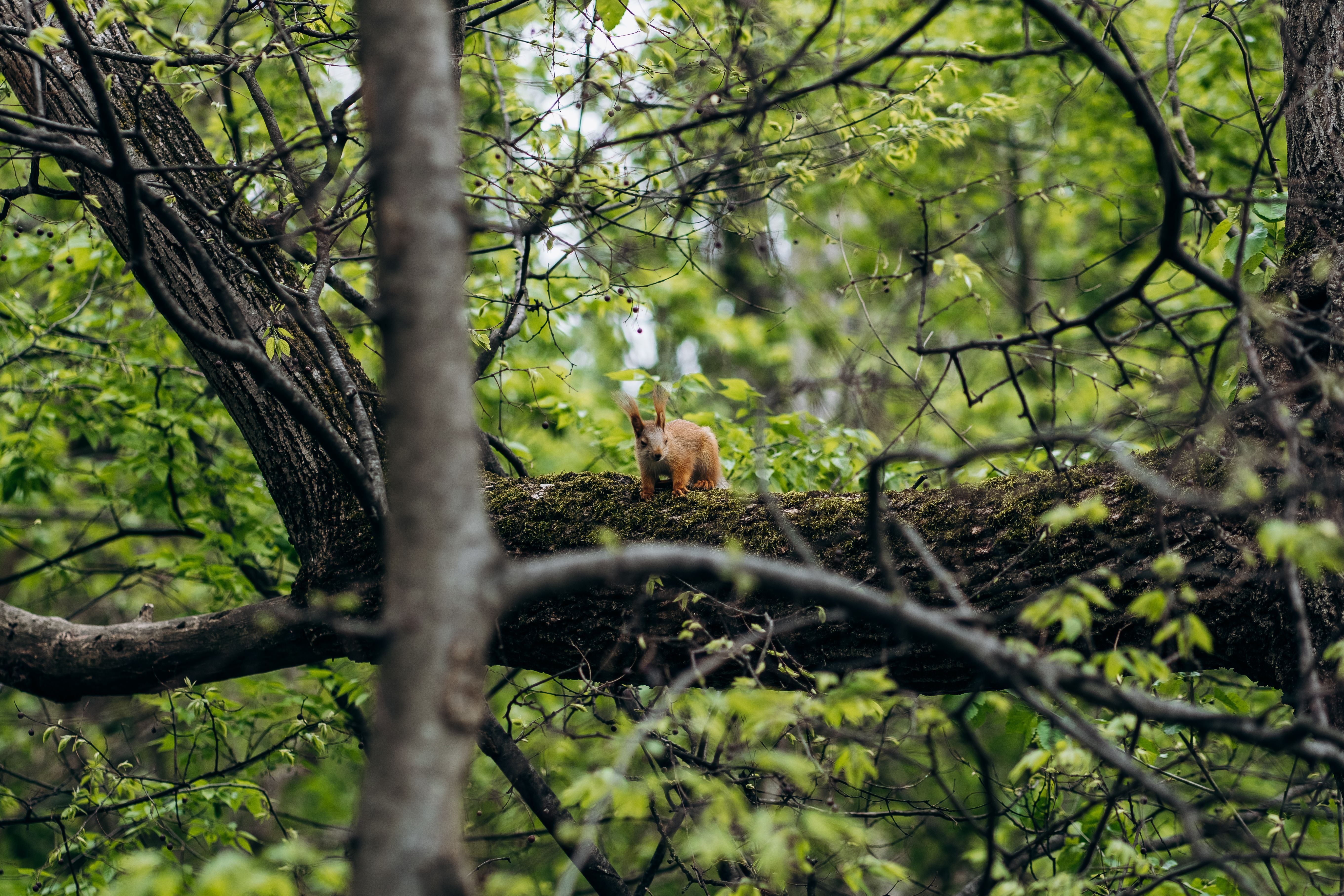 A Red Squirrel Gnawing a Conifer Cone · Free Stock Photo