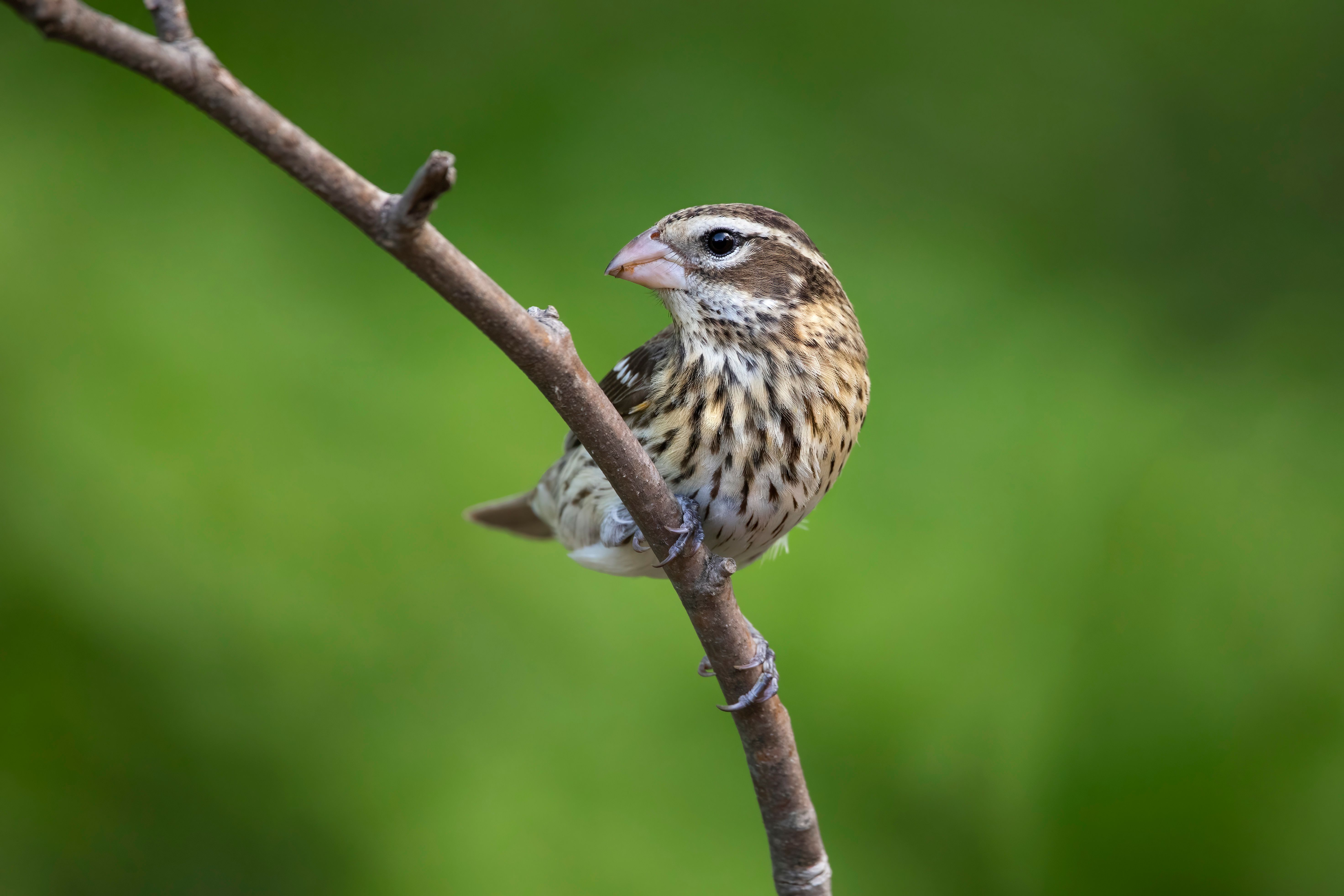 Superb Blue Wren Photos, Download The BEST Free Superb Blue Wren Stock ...