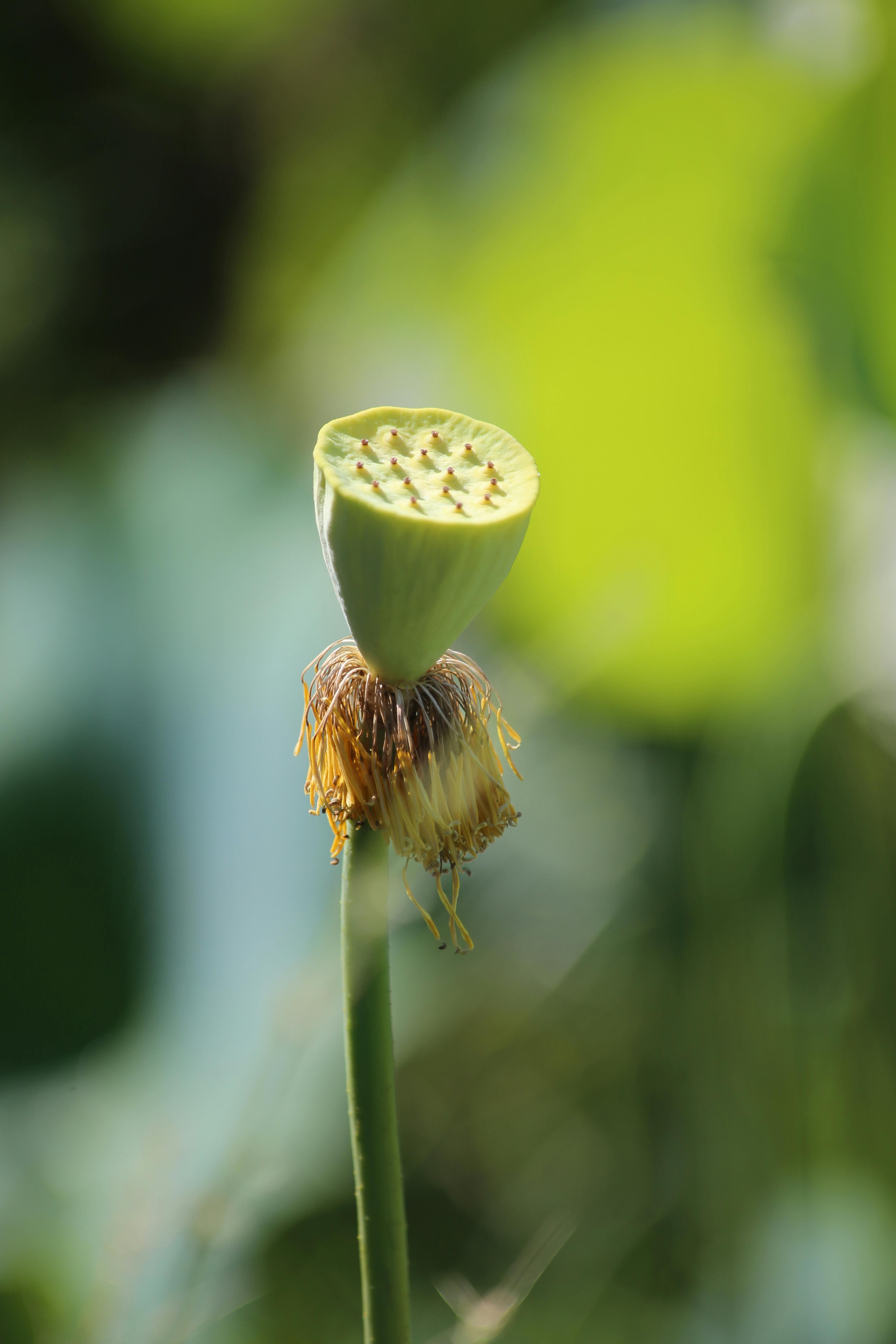Lotus Seeds Photos, Download The BEST Free Lotus Seeds Stock Photos ...