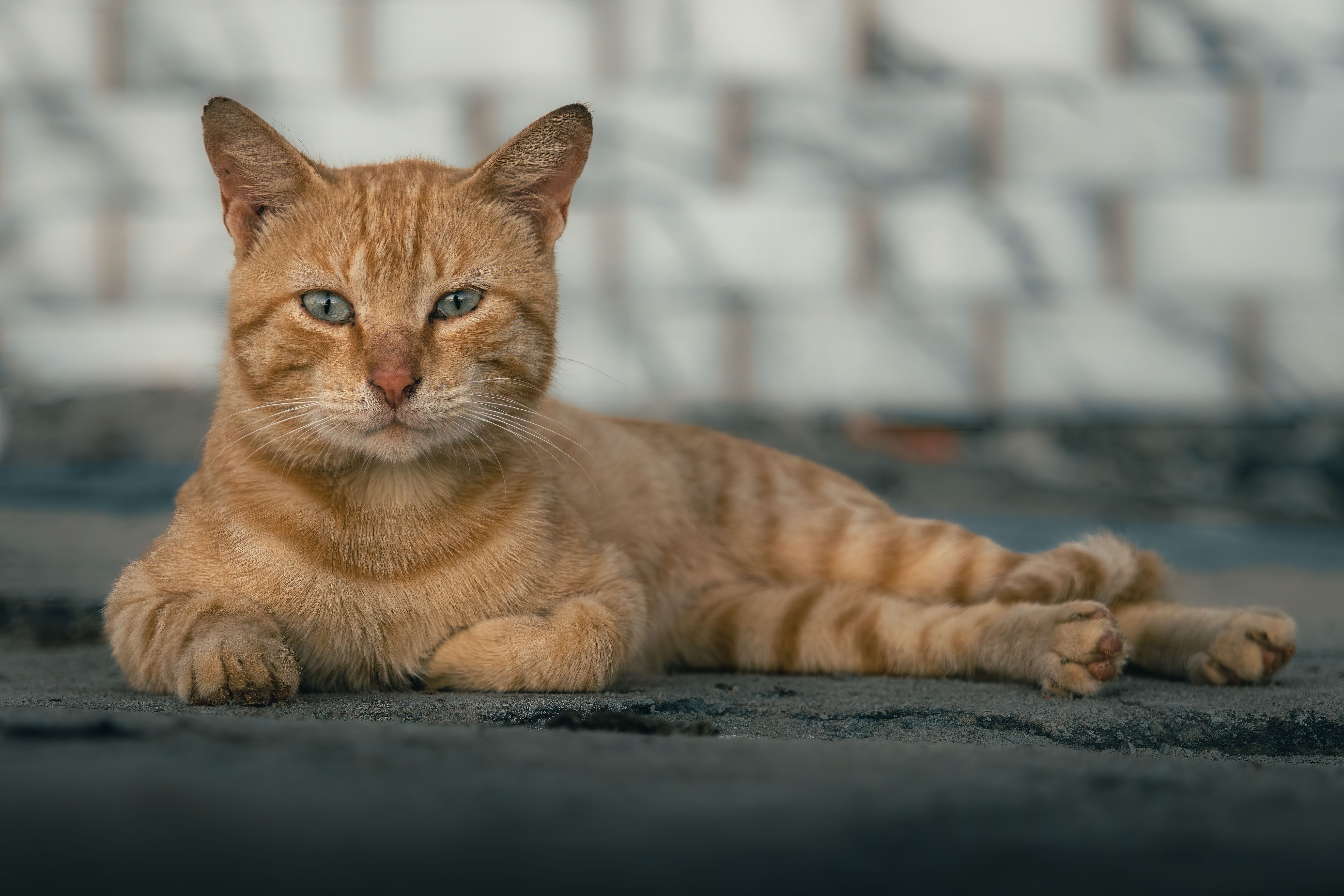 Cat Lauching Photos, Download The BEST Free Cat Lauching Stock Photos ...