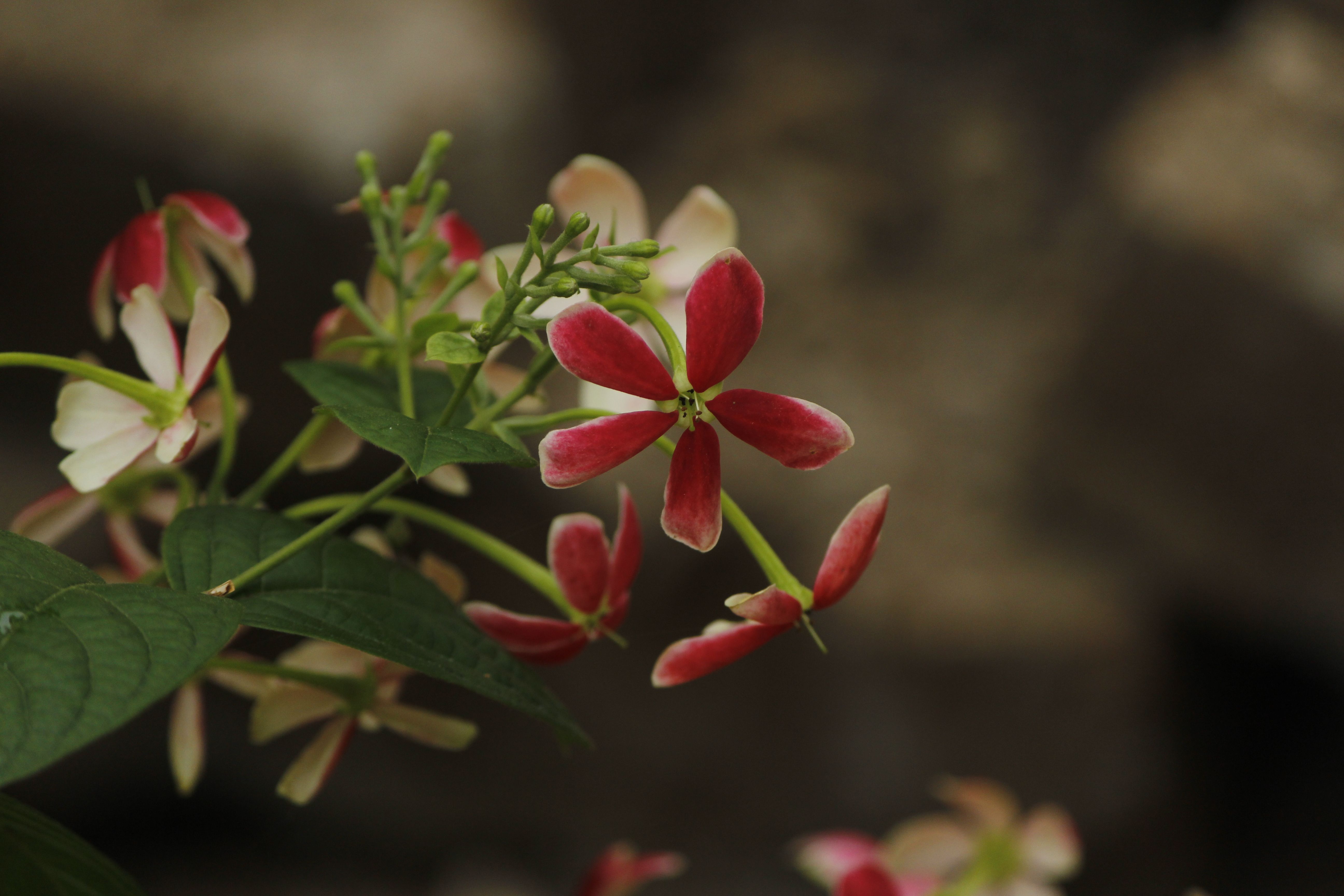 Exotic Rangoon creeper of pink color · Free Stock Photo