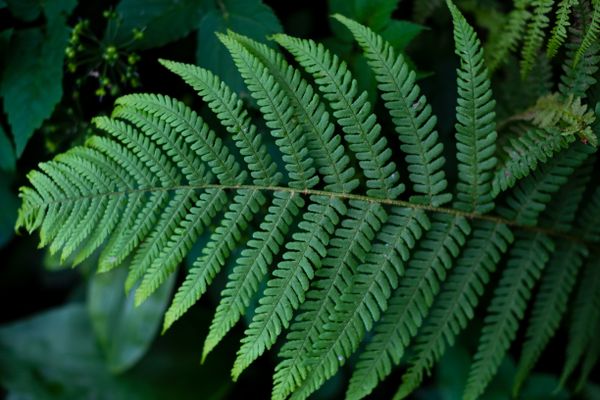 Fern Spiral Photos, Download The BEST Free Fern Spiral Stock Photos ...