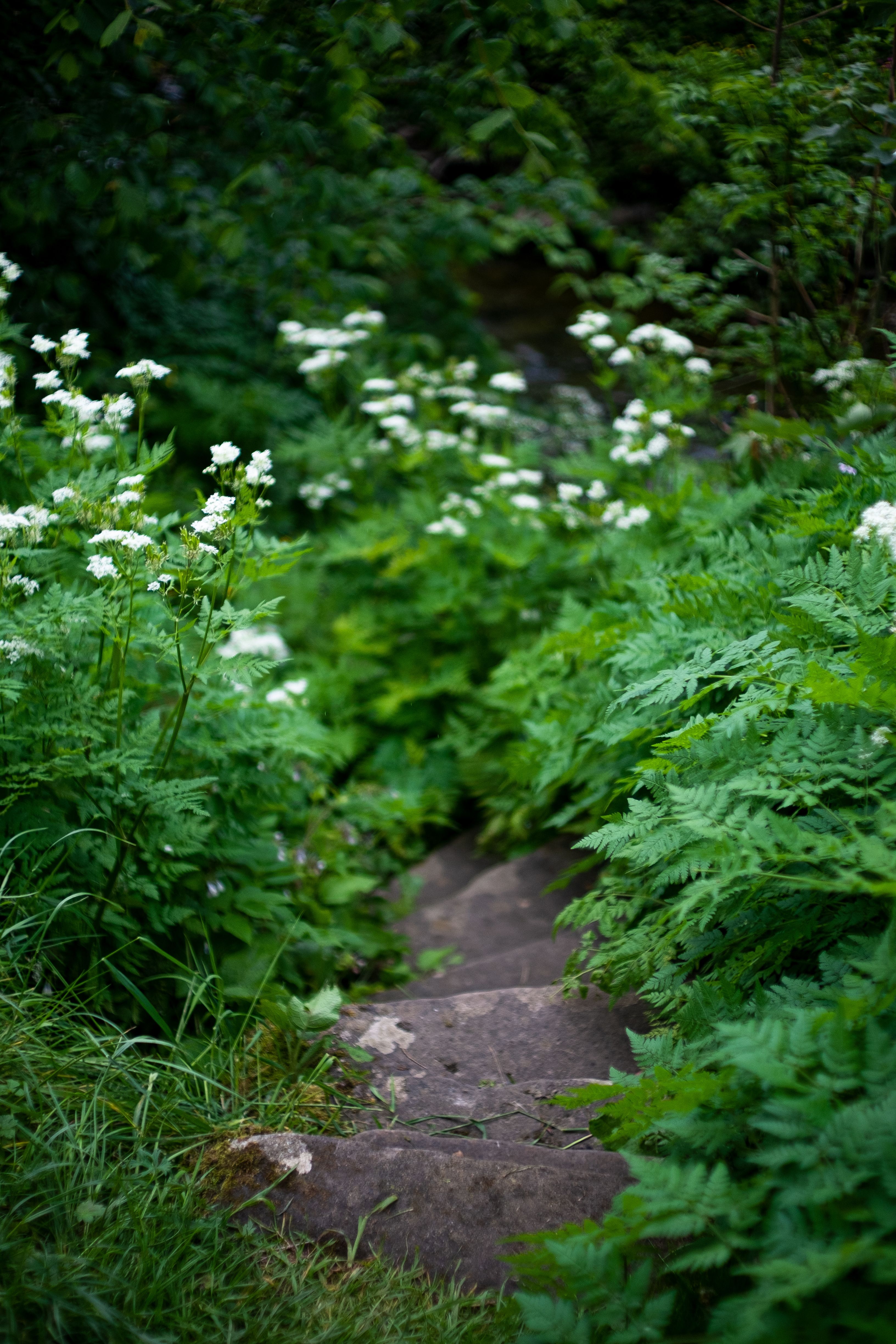 Steps among Lush Foliage and Flowers · Free Stock Photo