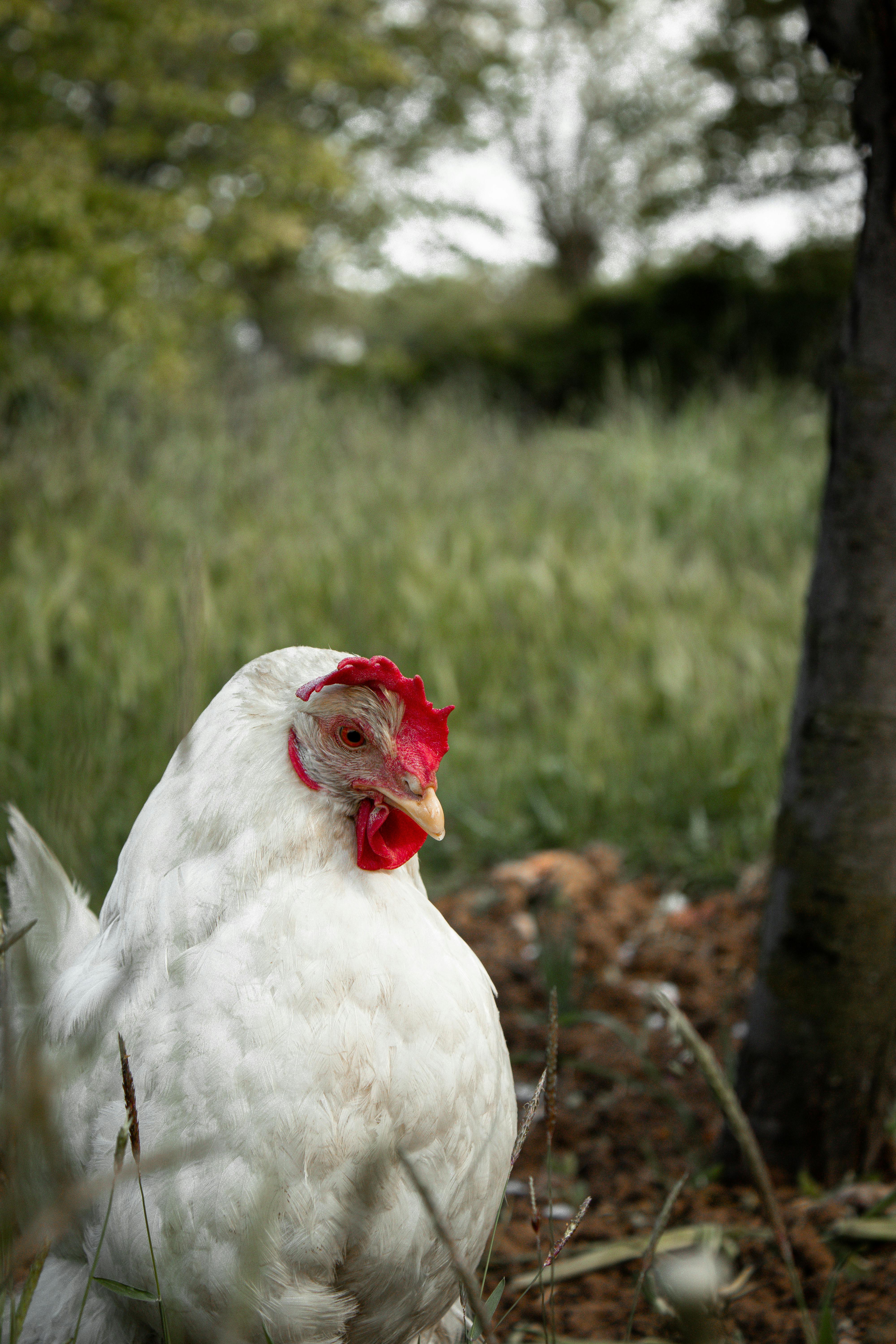Tavuk ( Chicken) · Free Stock Photo