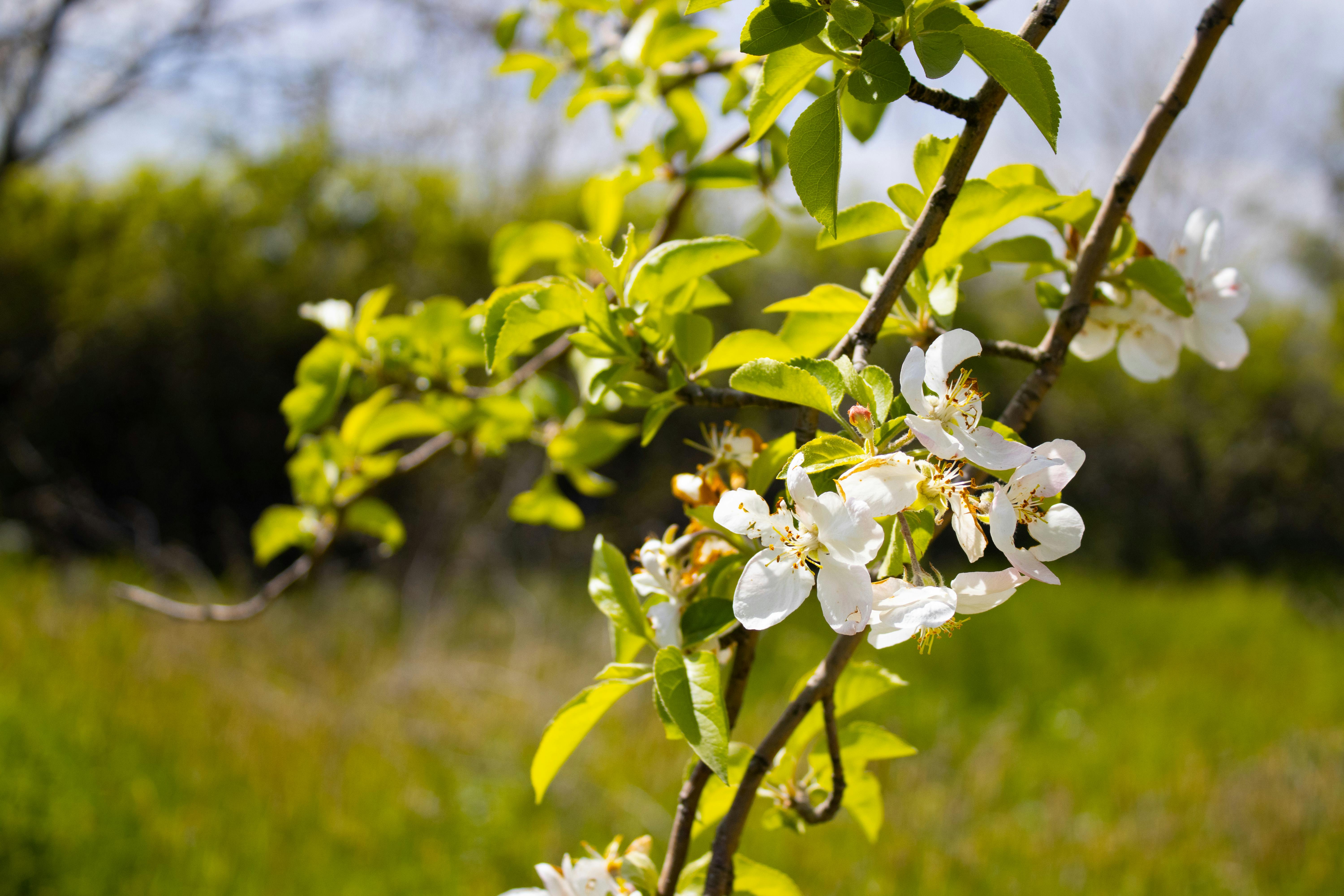 Selective Focus of a Blooming Apple Twig · Free Stock Photo