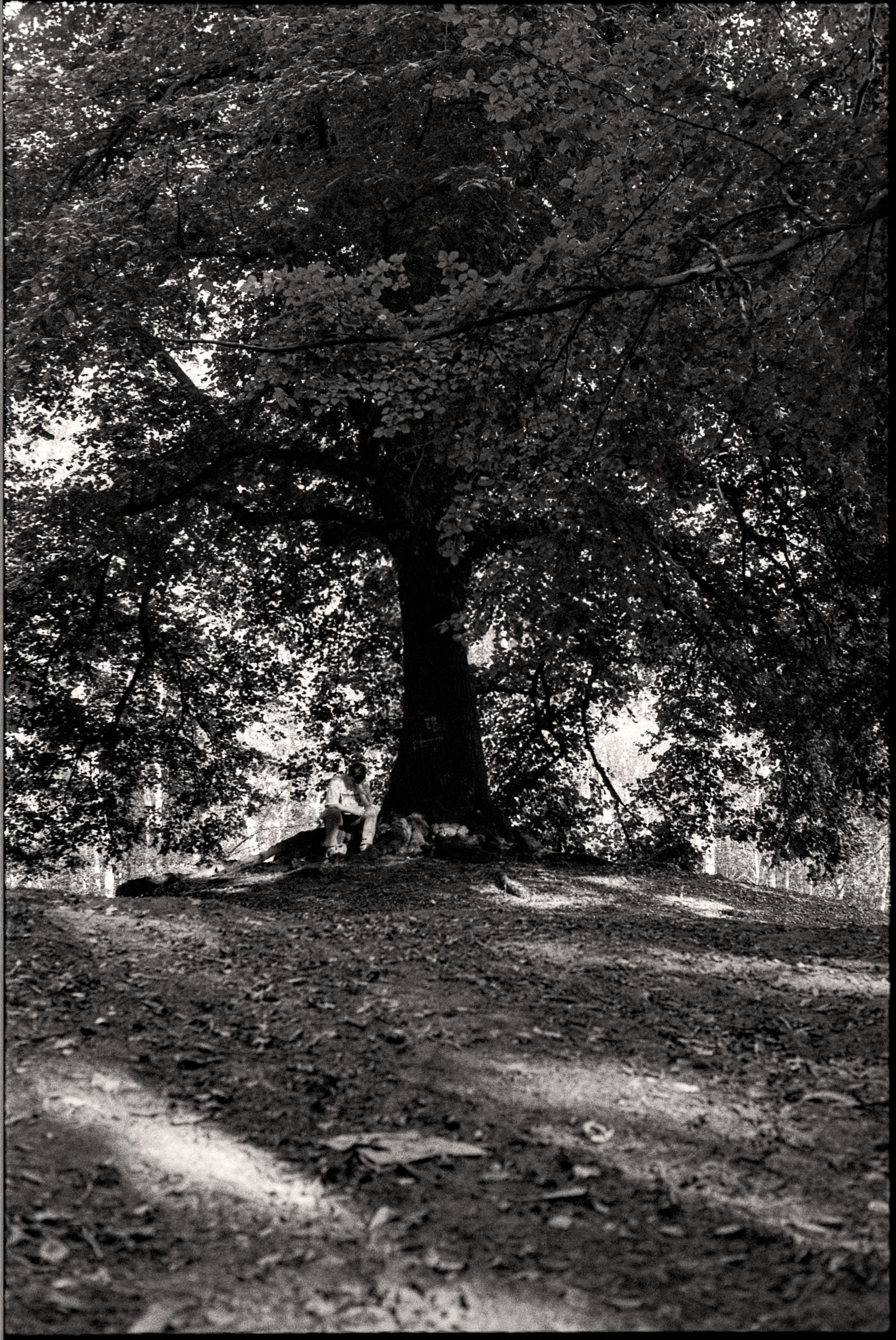 Man Sitting under Big Tree · Free Stock Photo