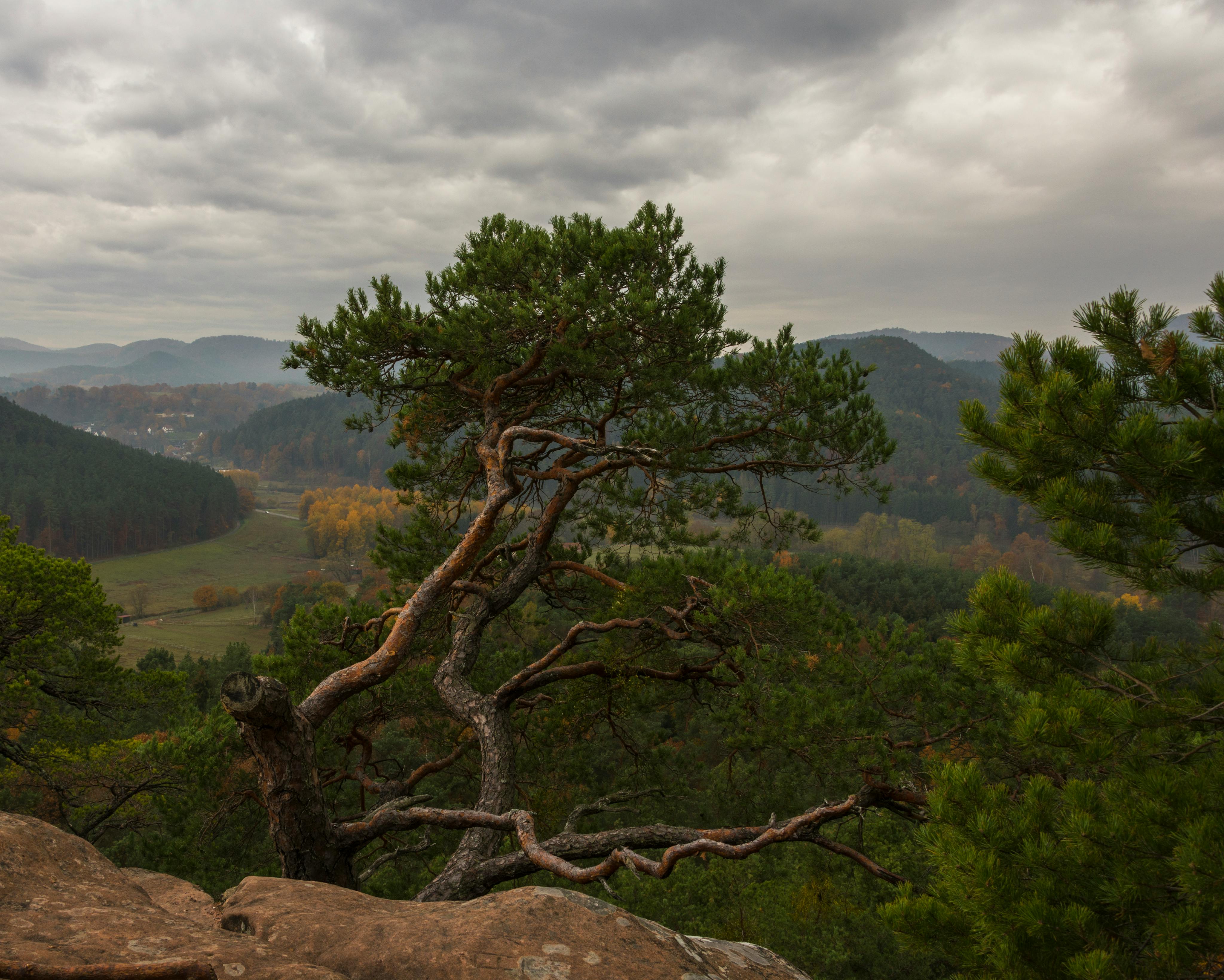 Tree growing out of mountain · Free Stock Photo