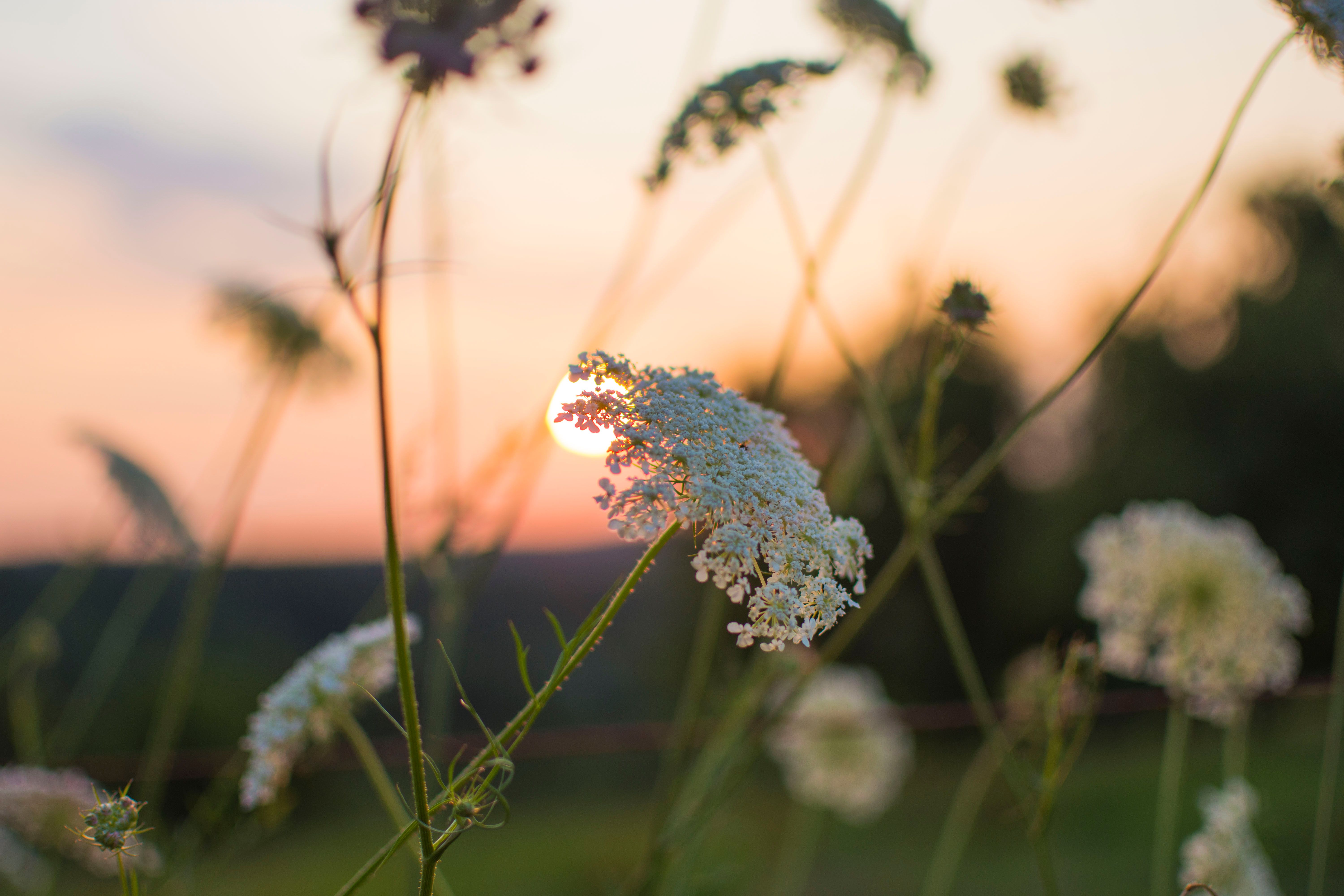 Flowers Blooming Photos, Download The BEST Free Flowers Blooming Stock ...