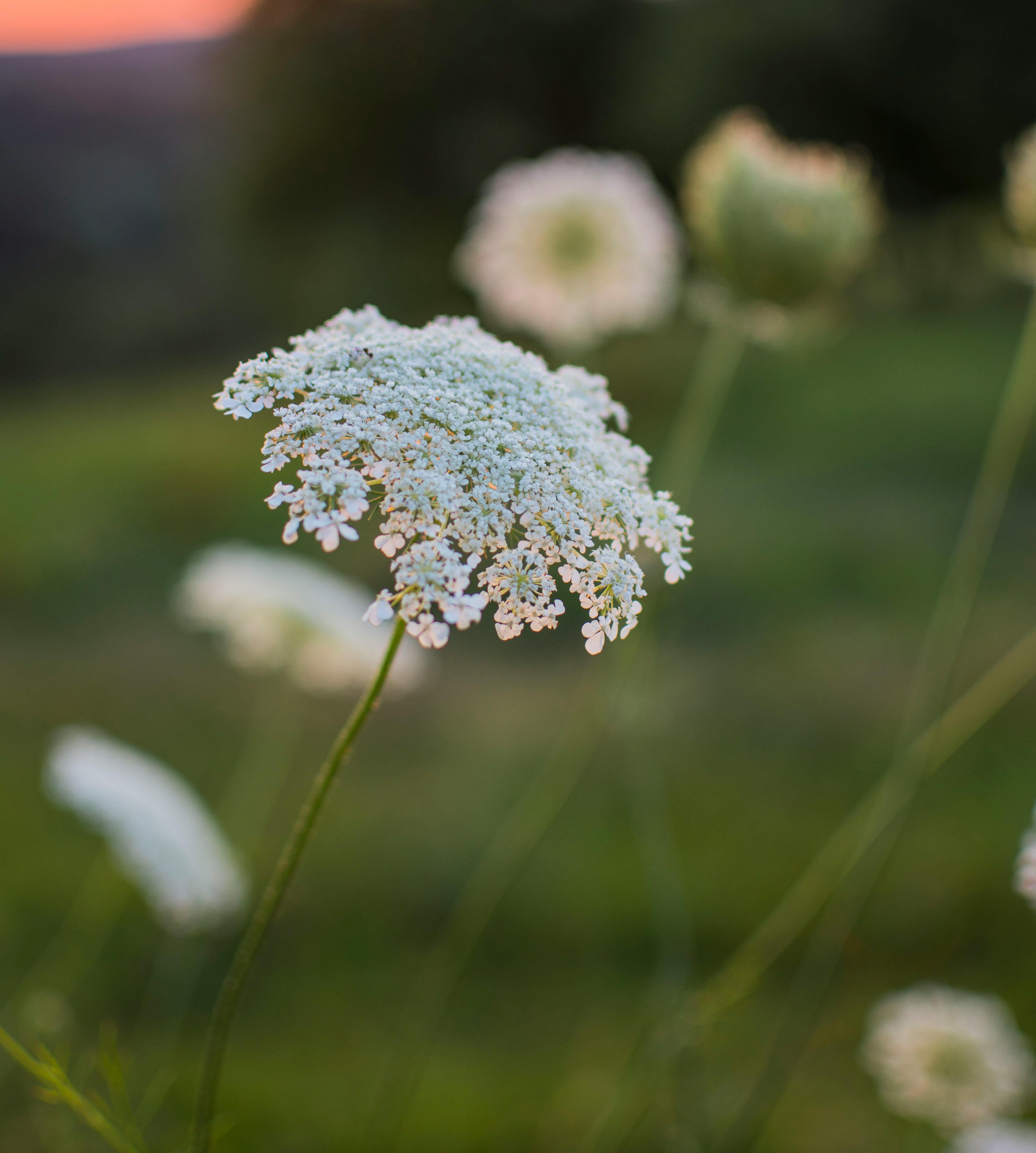 Wild Flower Photos, Download The BEST Free Wild Flower Stock Photos ...