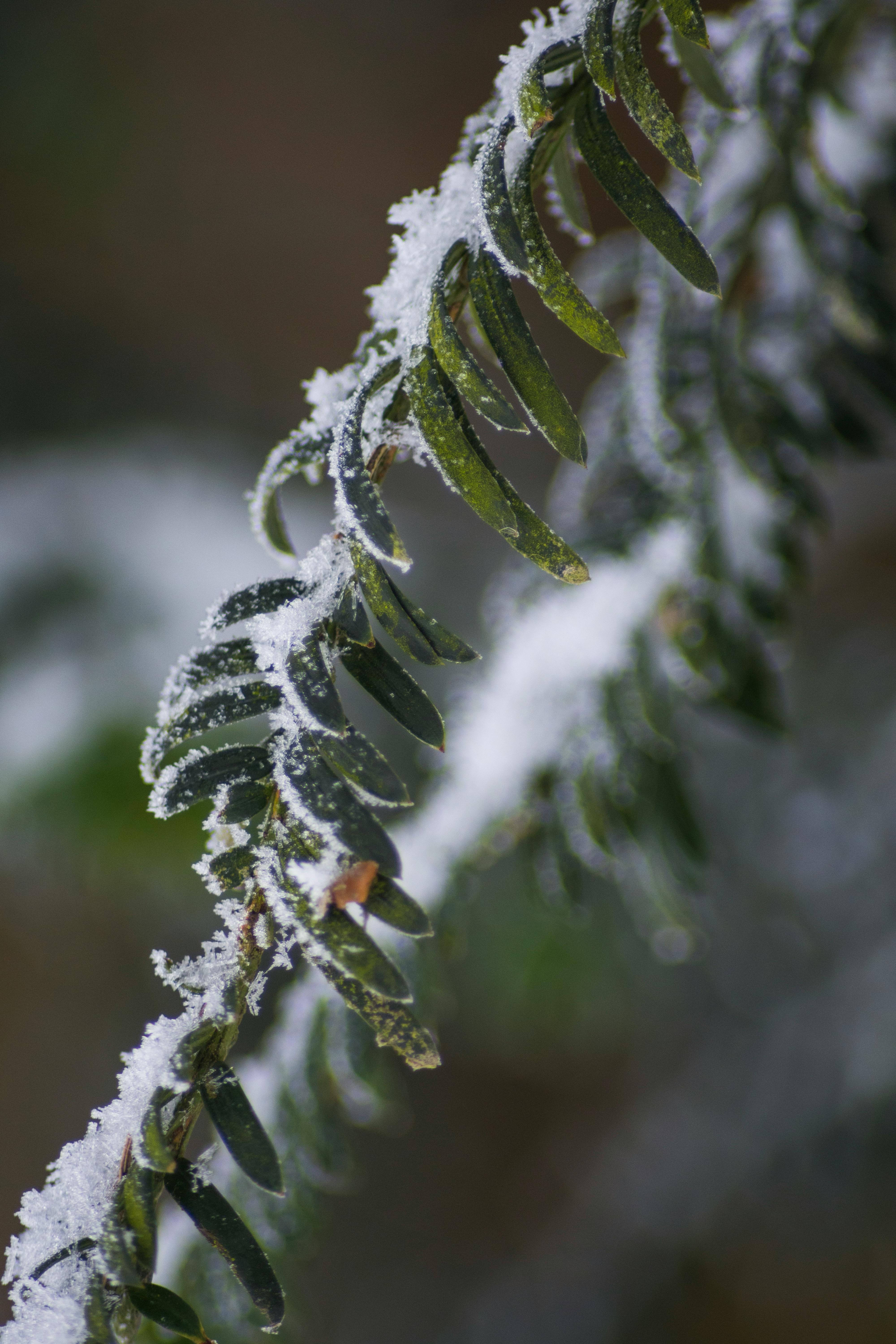 Snow on Leaves · Free Stock Photo