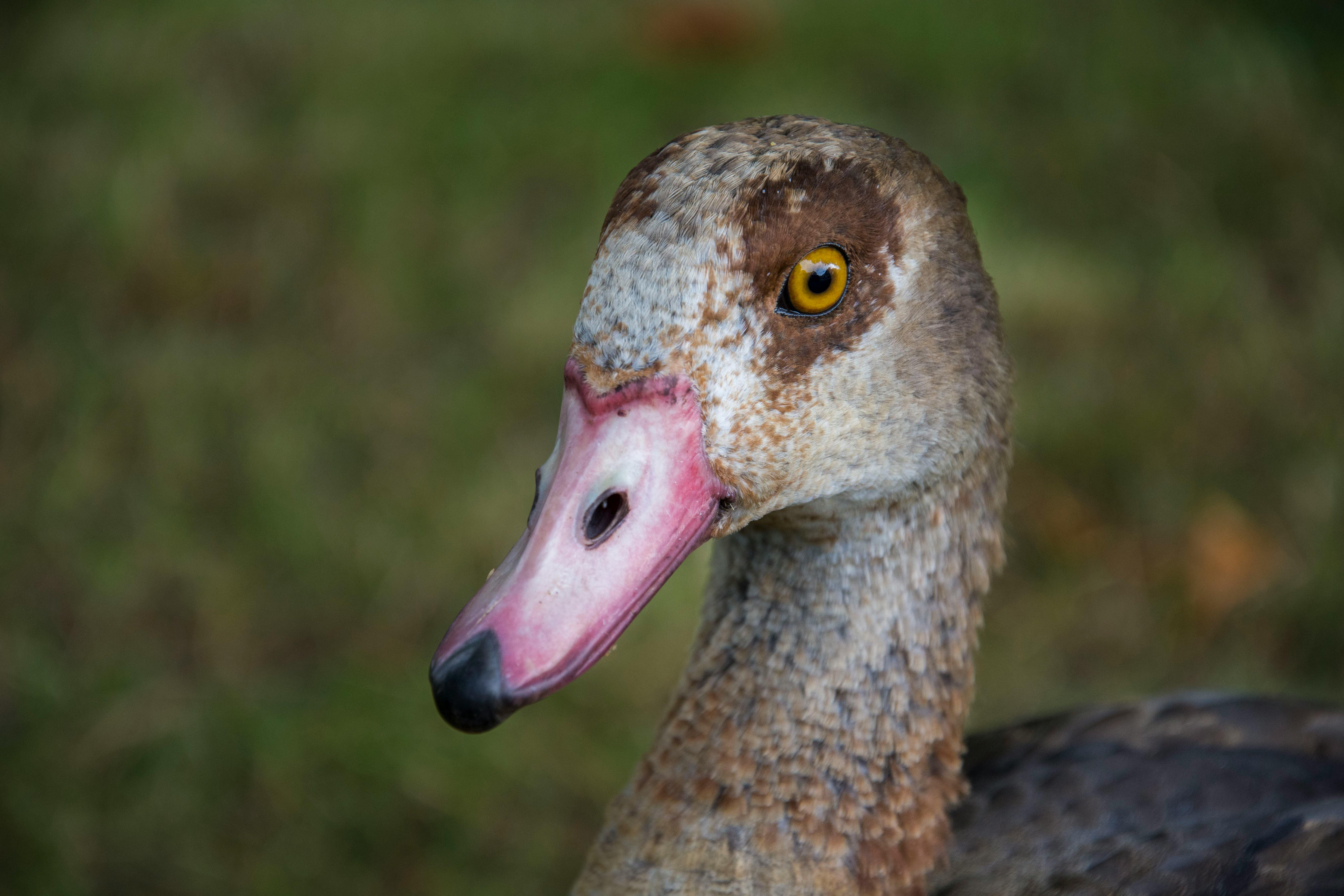 Head of Duck · Free Stock Photo