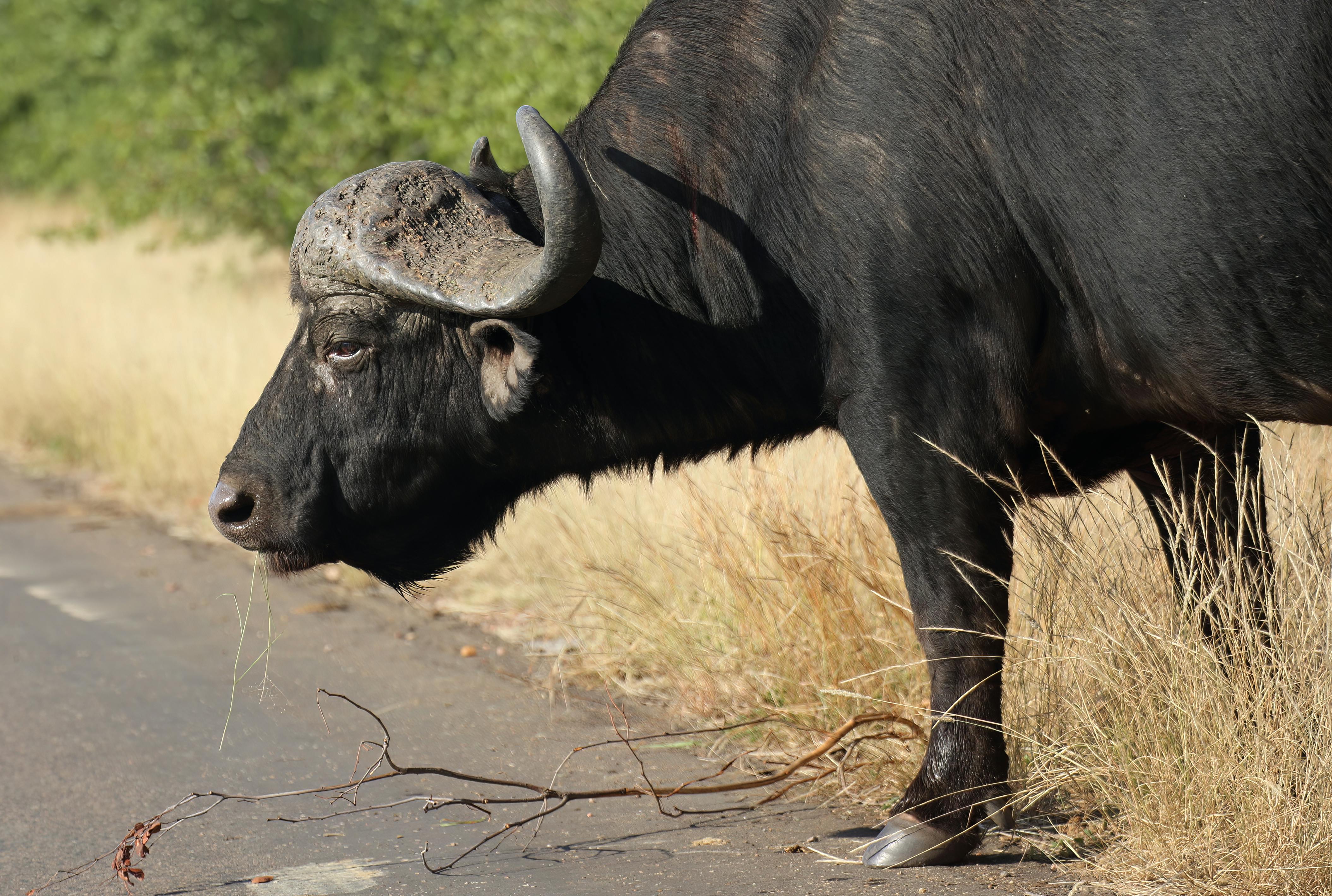 A Bull Walking Into the Road · Free Stock Photo