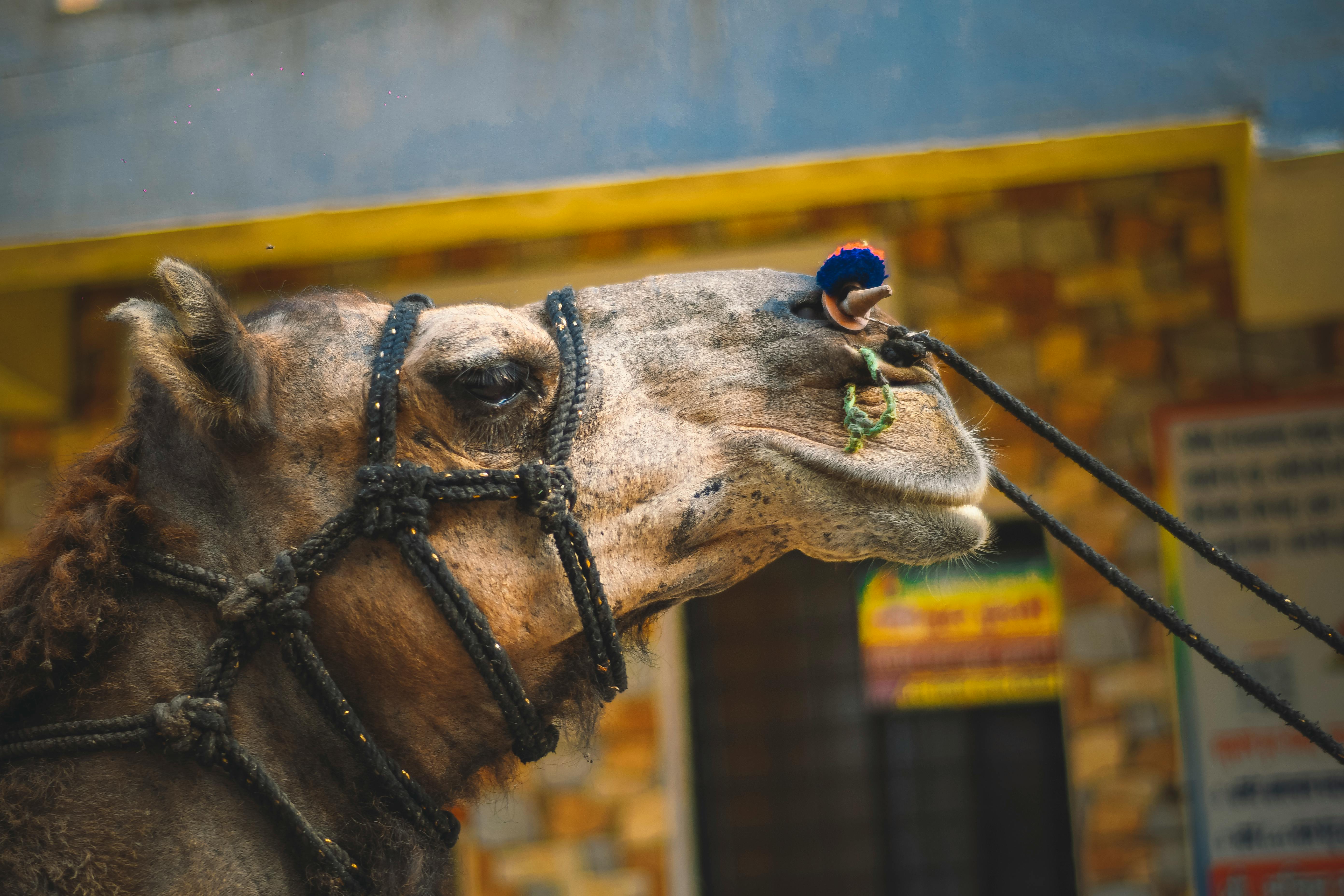 Roast Camel Photos, Download The BEST Free Roast Camel Stock Photos ...