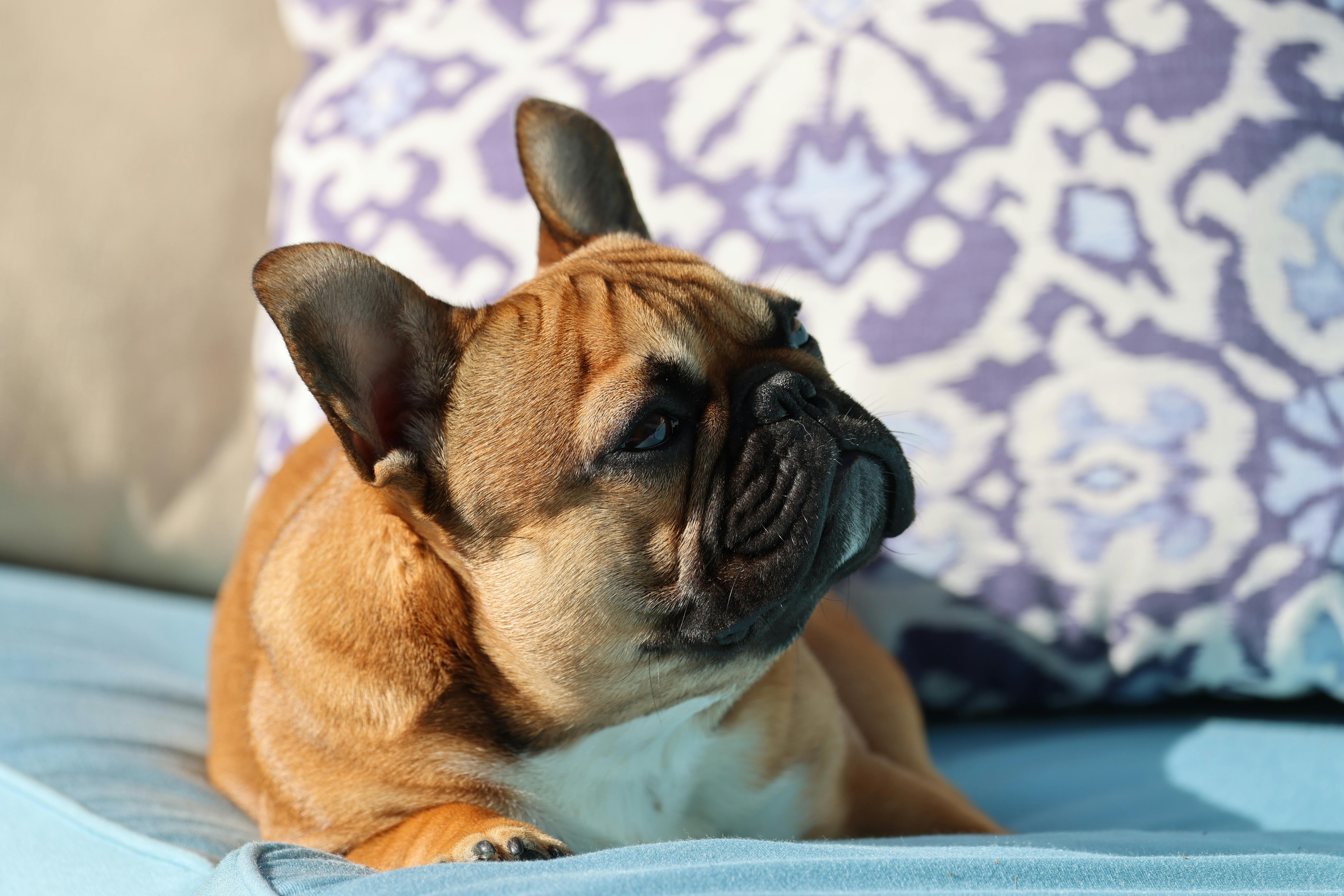 White and Tan English Bulldog Lying on Black Rug · Free Stock Photo