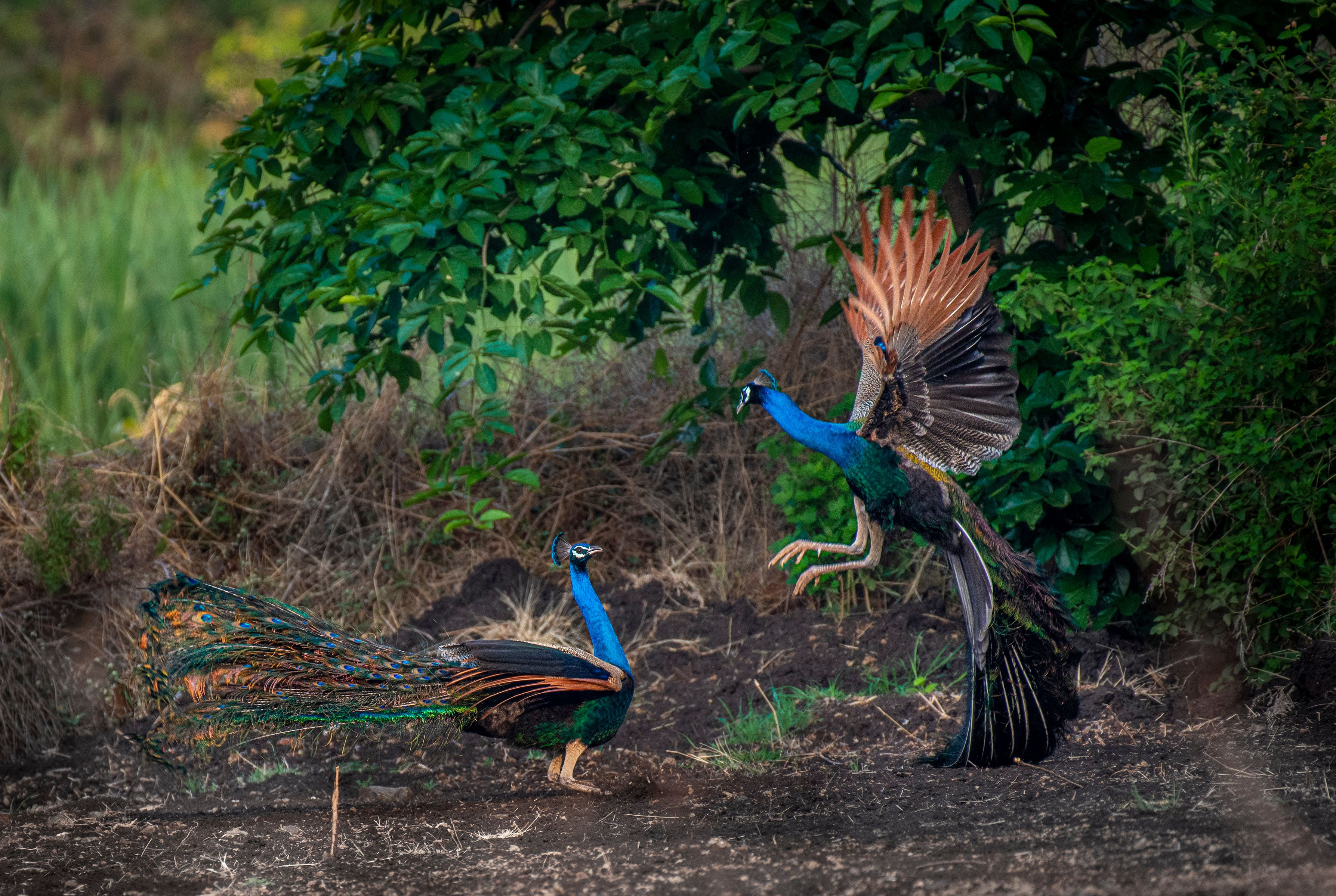 Peafowls in Green Park · Free Stock Photo