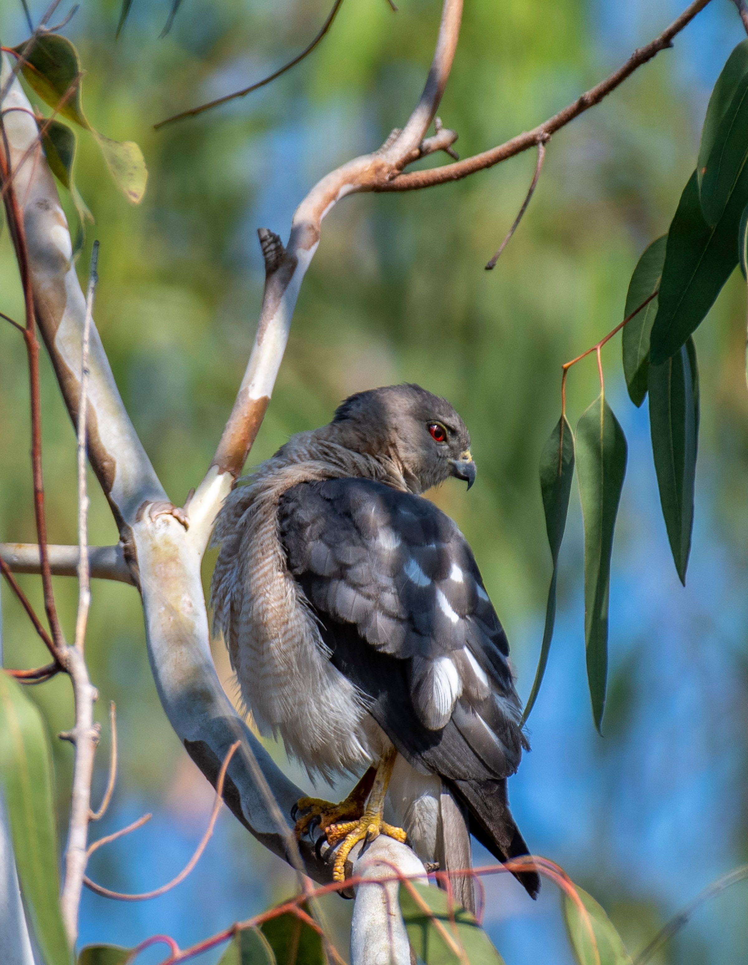 Goshawk Photos, Download The BEST Free Goshawk Stock Photos & HD Images