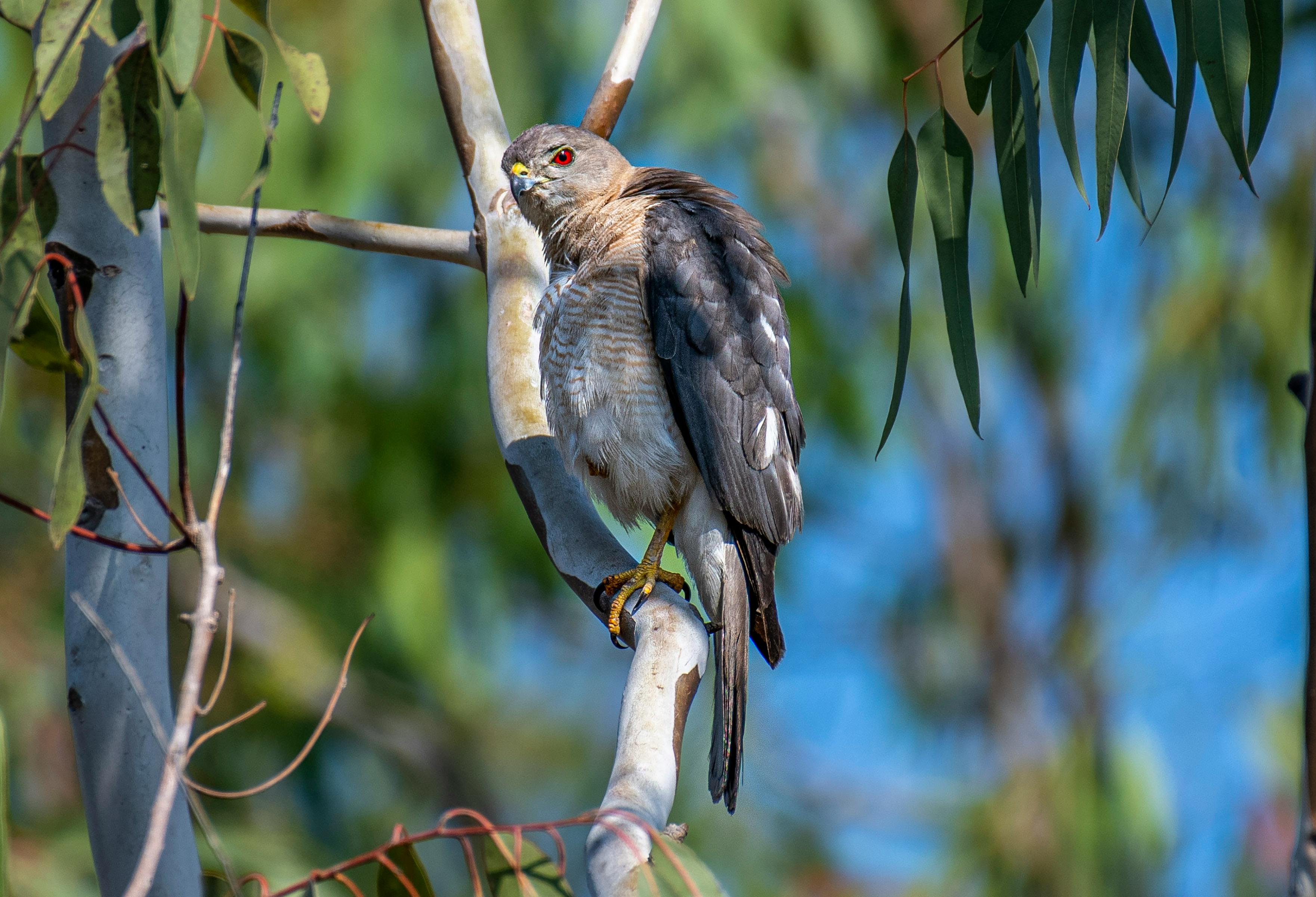 Goshawk Photos, Download The BEST Free Goshawk Stock Photos & HD Images
