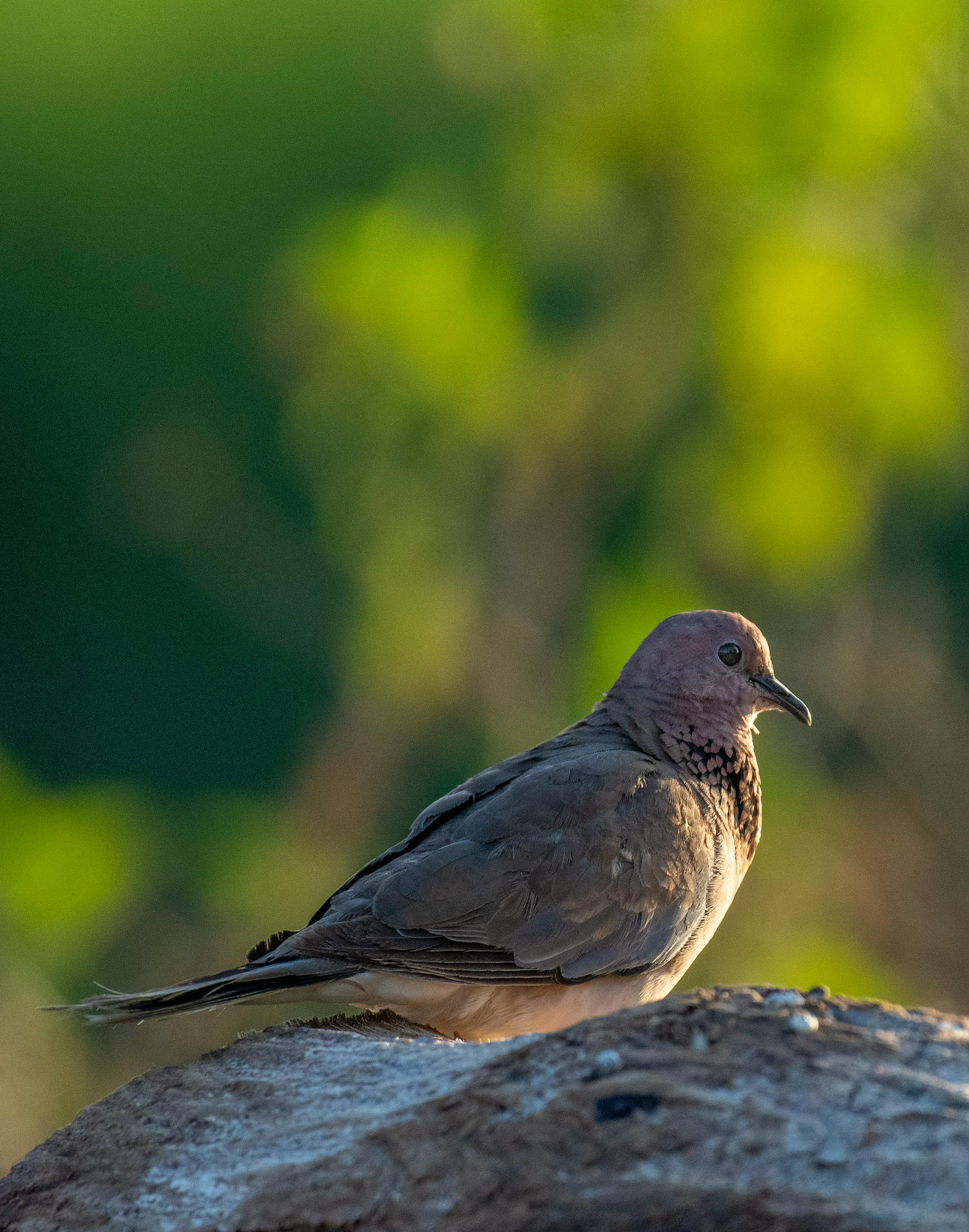 Rock Pigeon Photos, Download The BEST Free Rock Pigeon Stock Photos ...