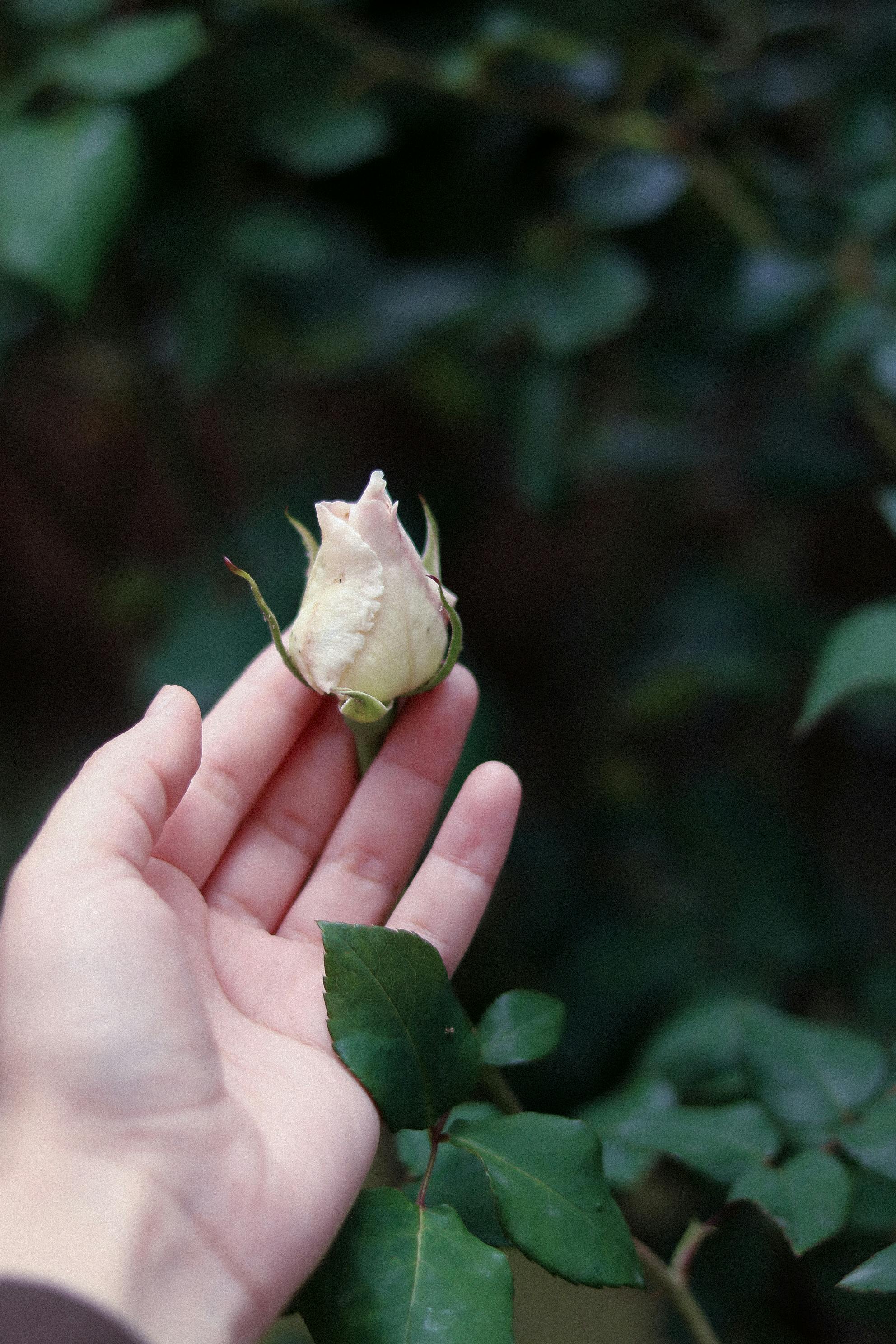 Person Handing Over a Flower · Free Stock Photo