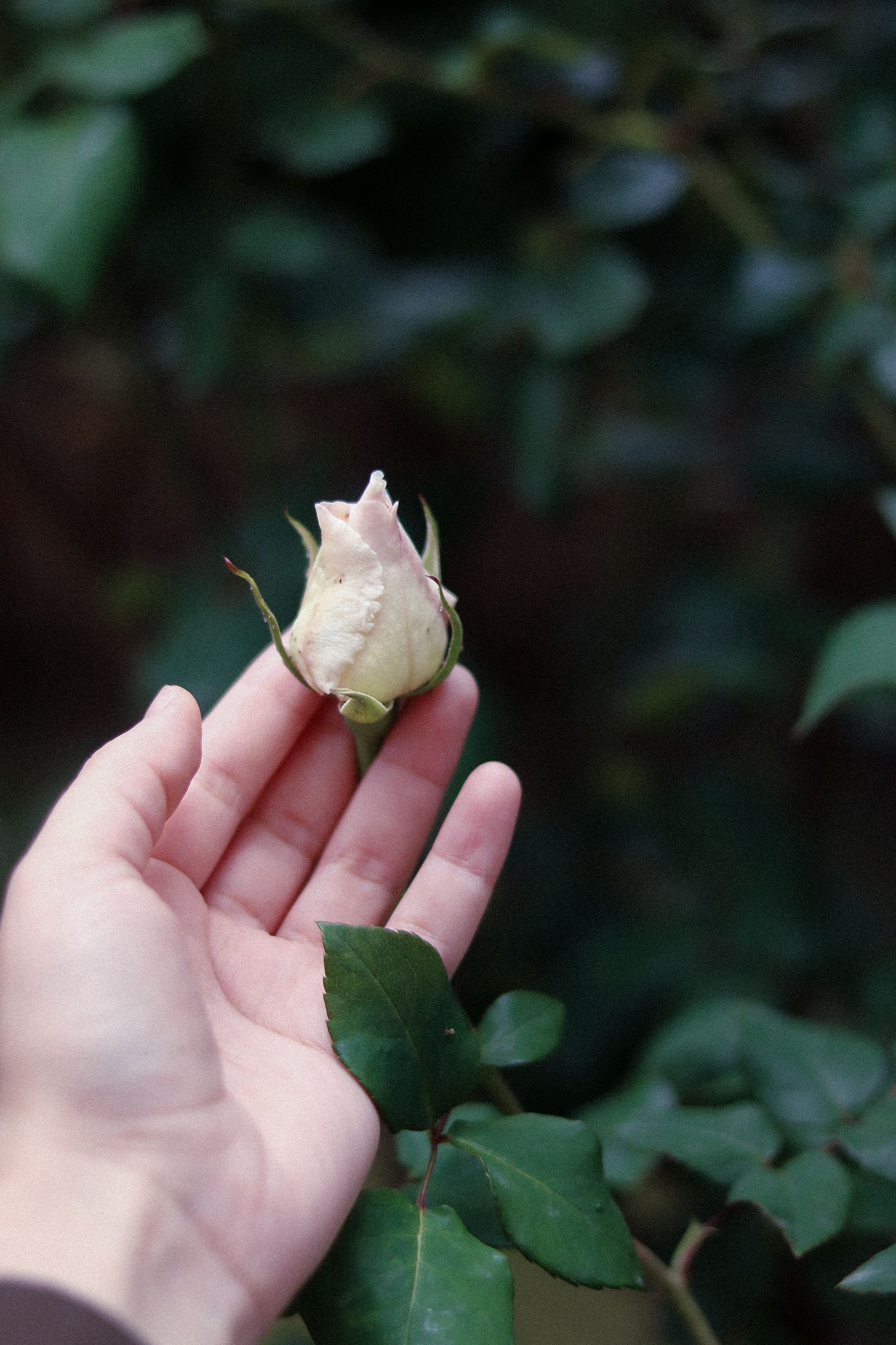 Woman Hand Holding Flowers Bouquet · Free Stock Photo