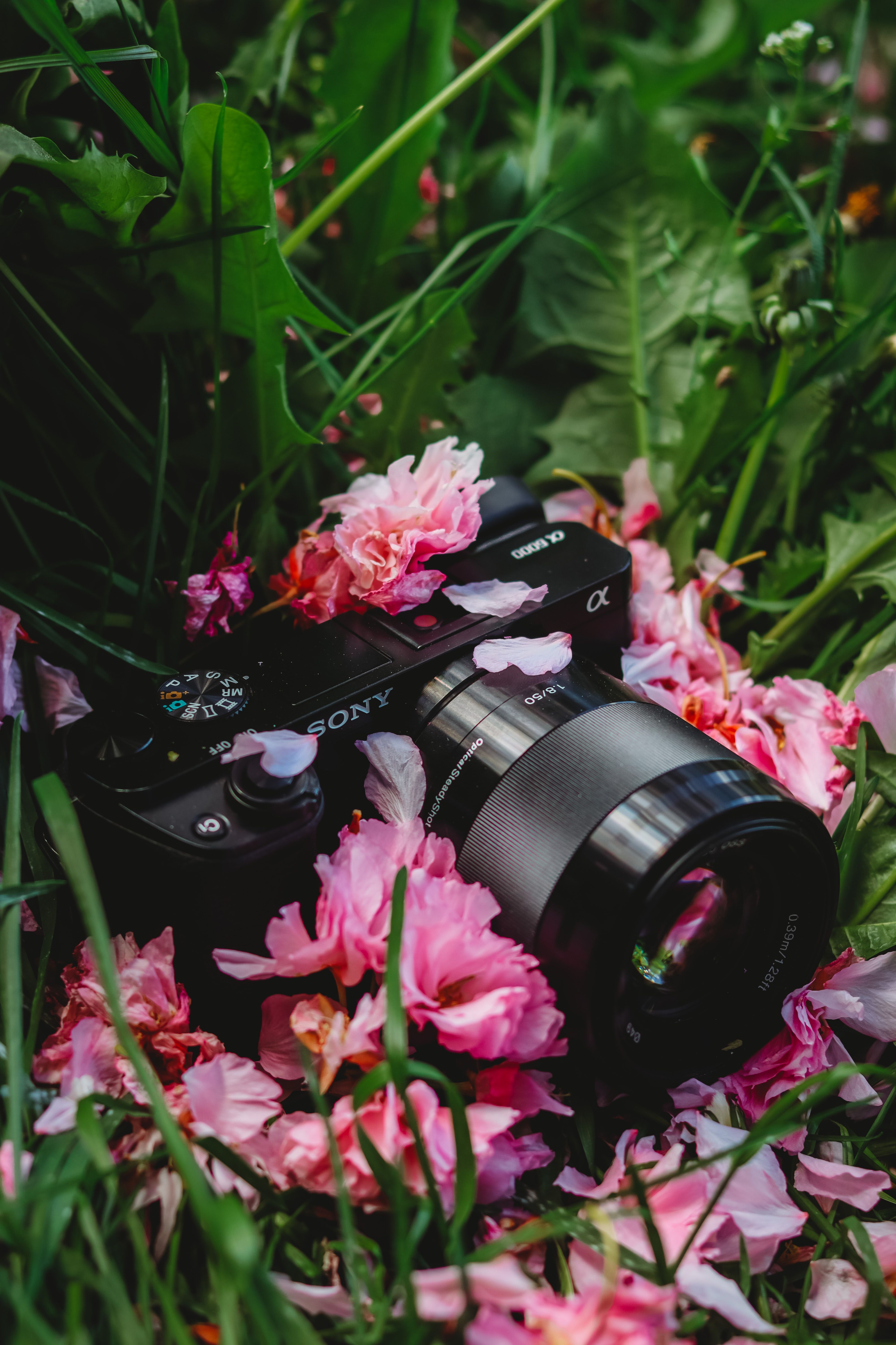 Digital Camera in Flower Petals · Free Stock Photo
