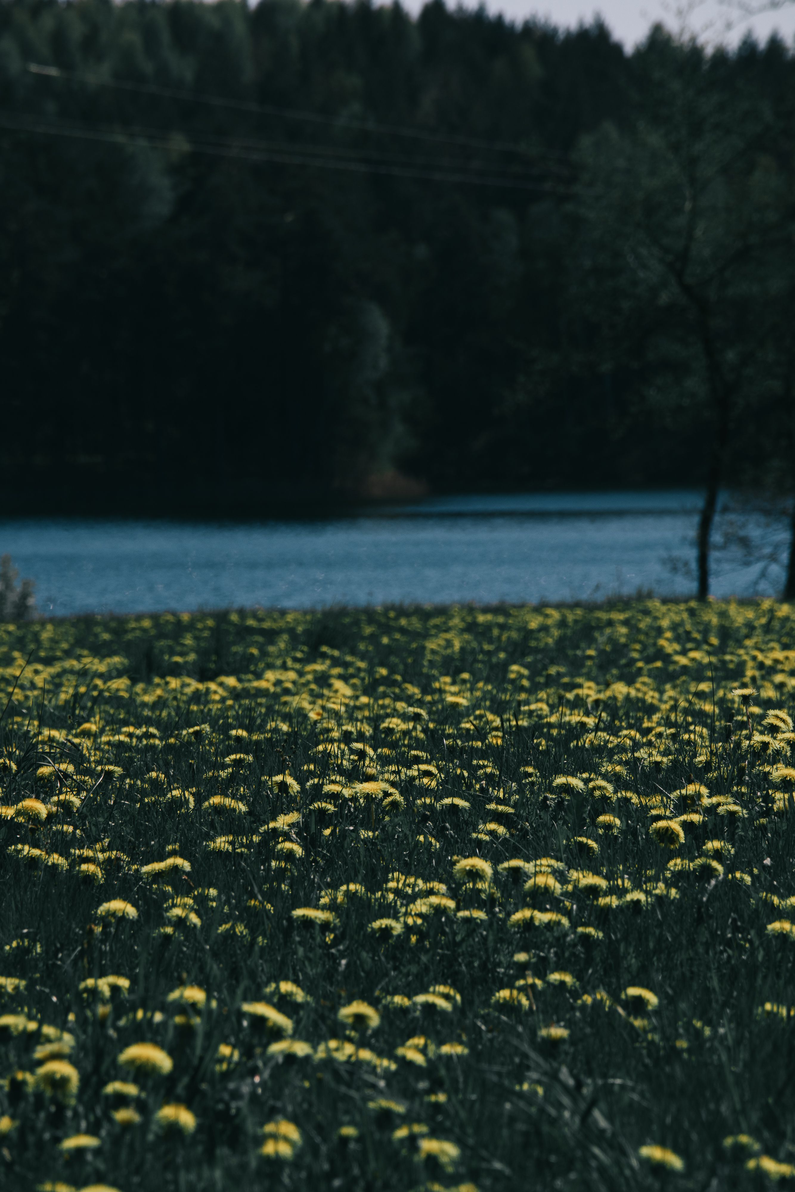 Flower Field at Dusk · Free Stock Photo