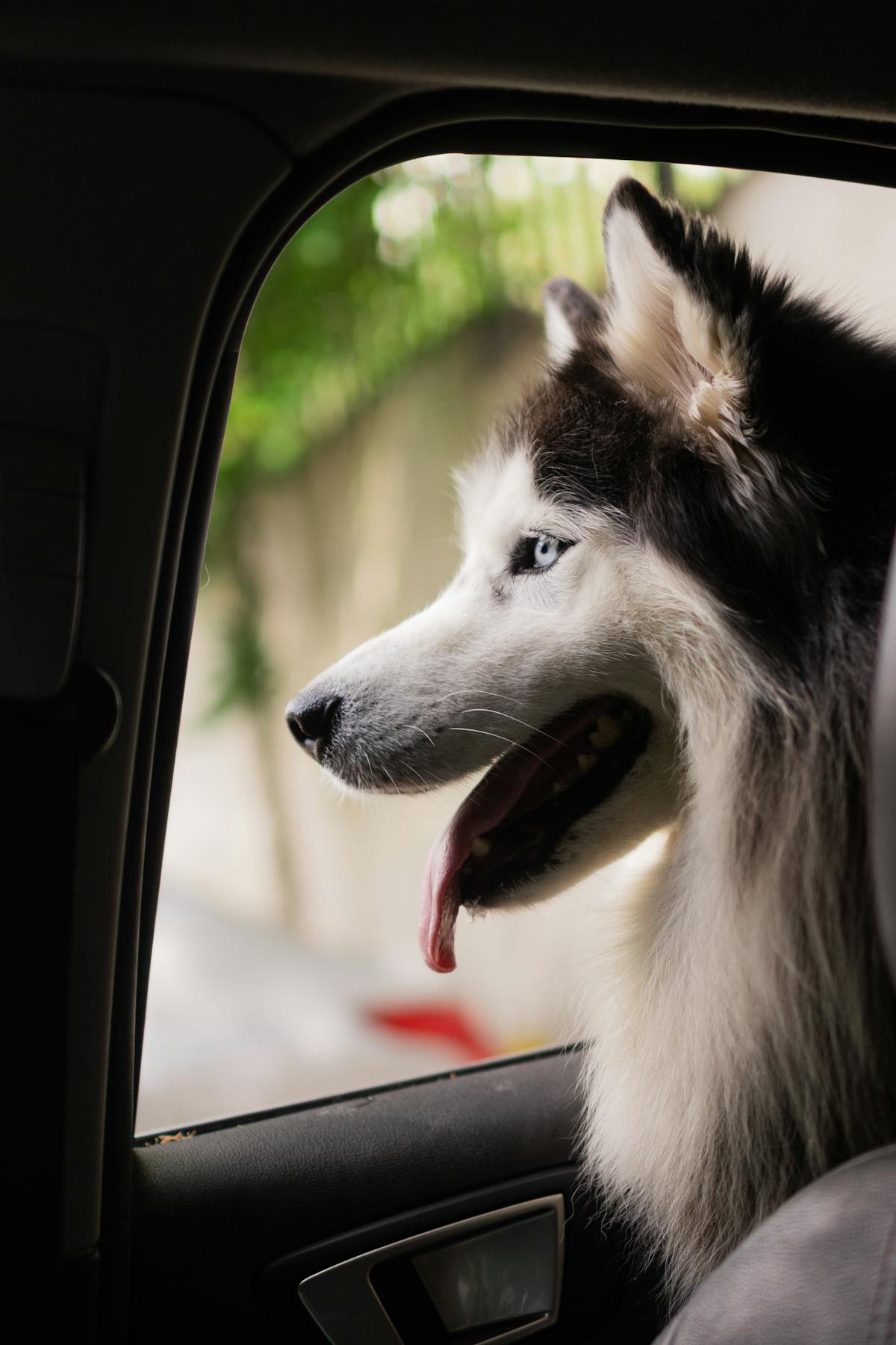 Dog Looking Out Window Photos, Download The BEST Free Dog Looking Out ...