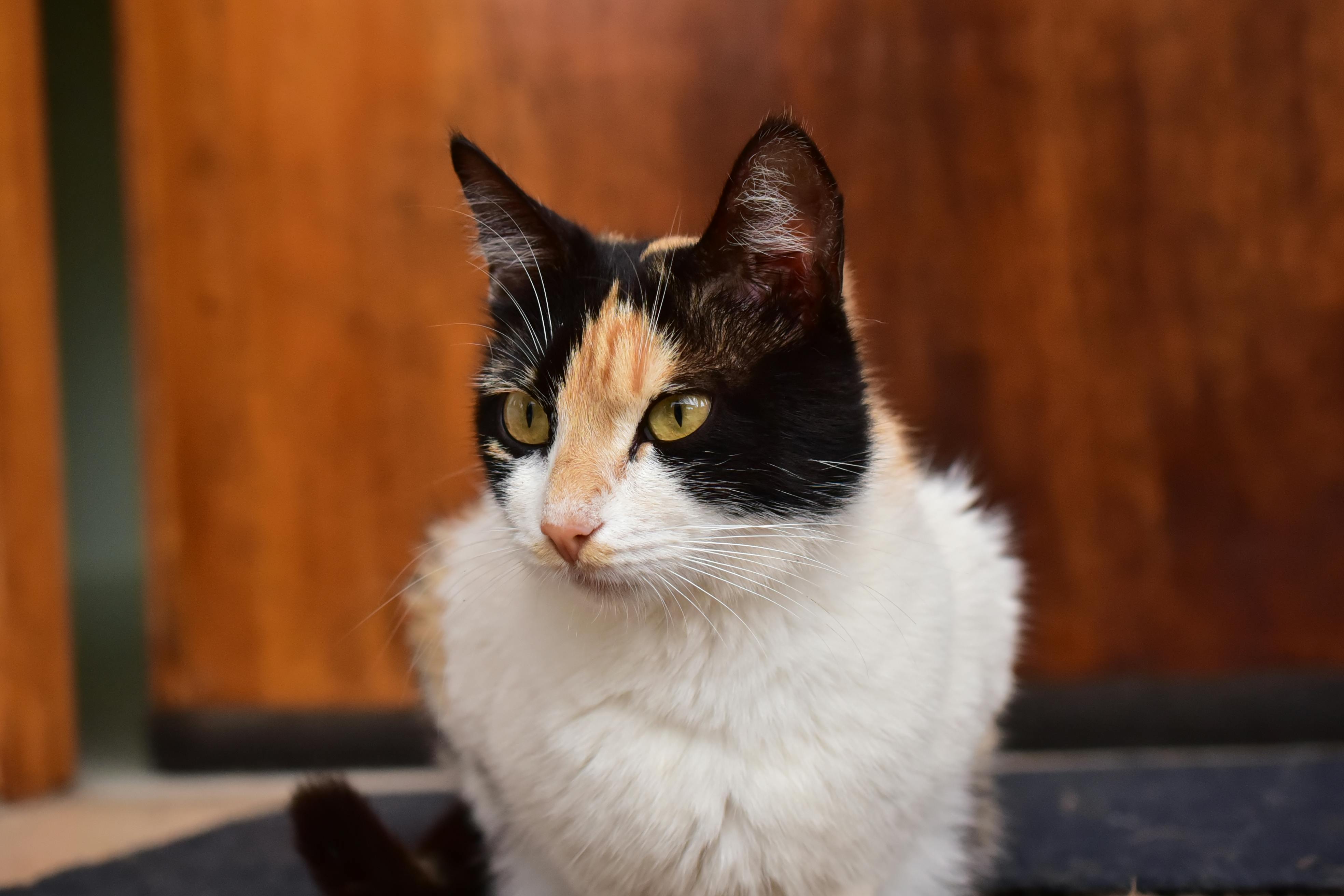 Cat Lauching Photos, Download The BEST Free Cat Lauching Stock Photos ...