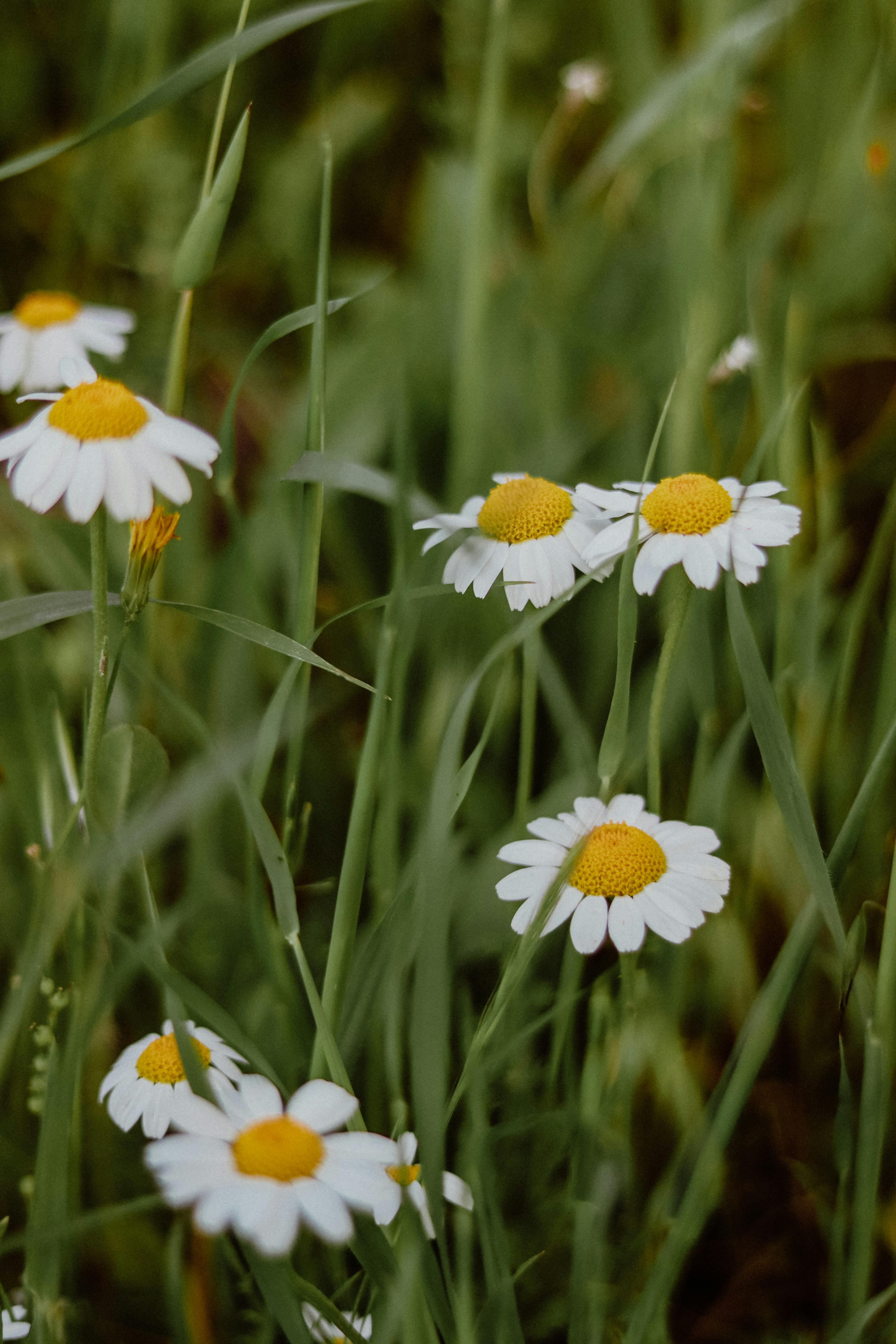 Niyagala Flowers Photos, Download The BEST Free Niyagala Flowers Stock ...
