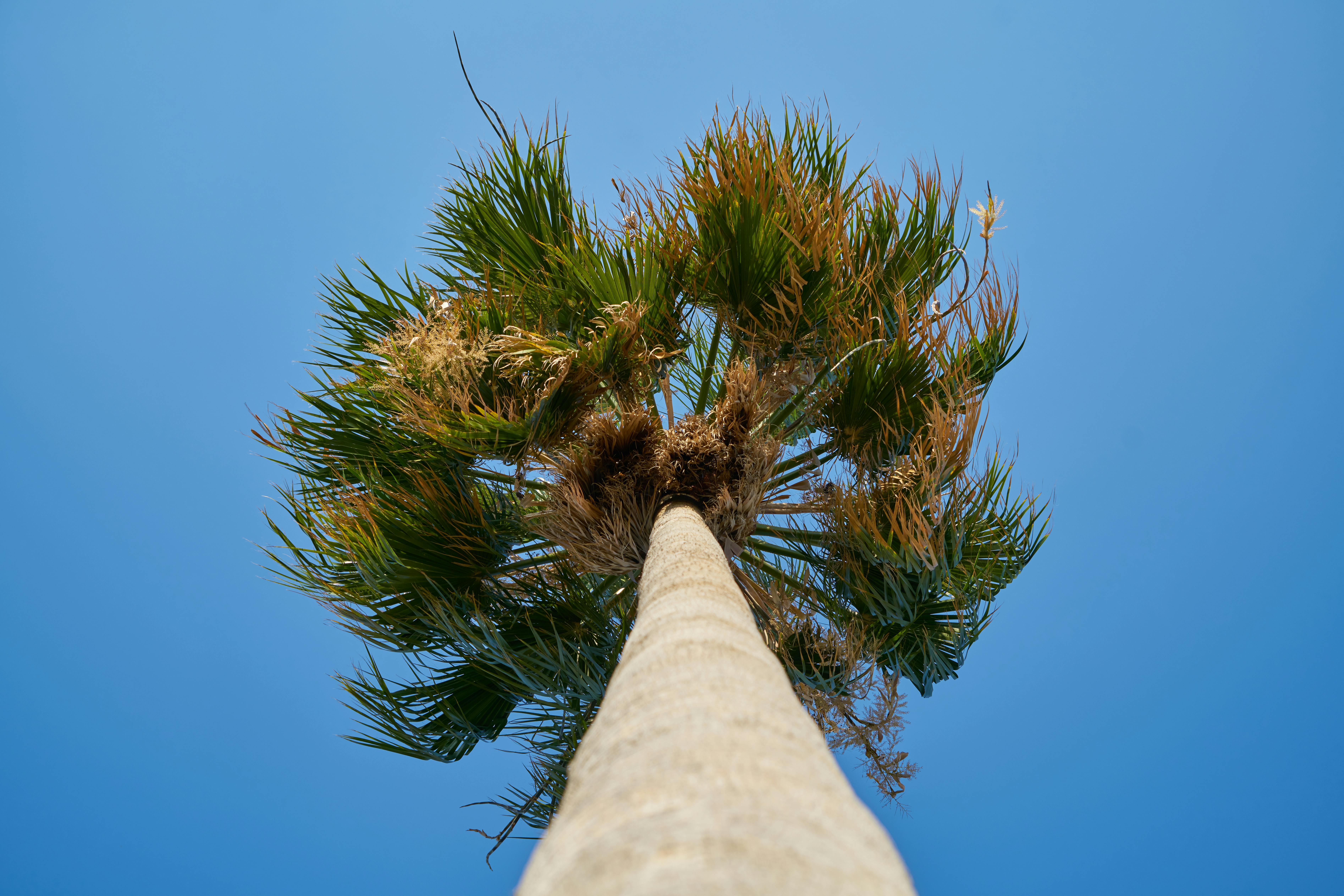 Low Angle Shot Of Tree · Free Stock Photo