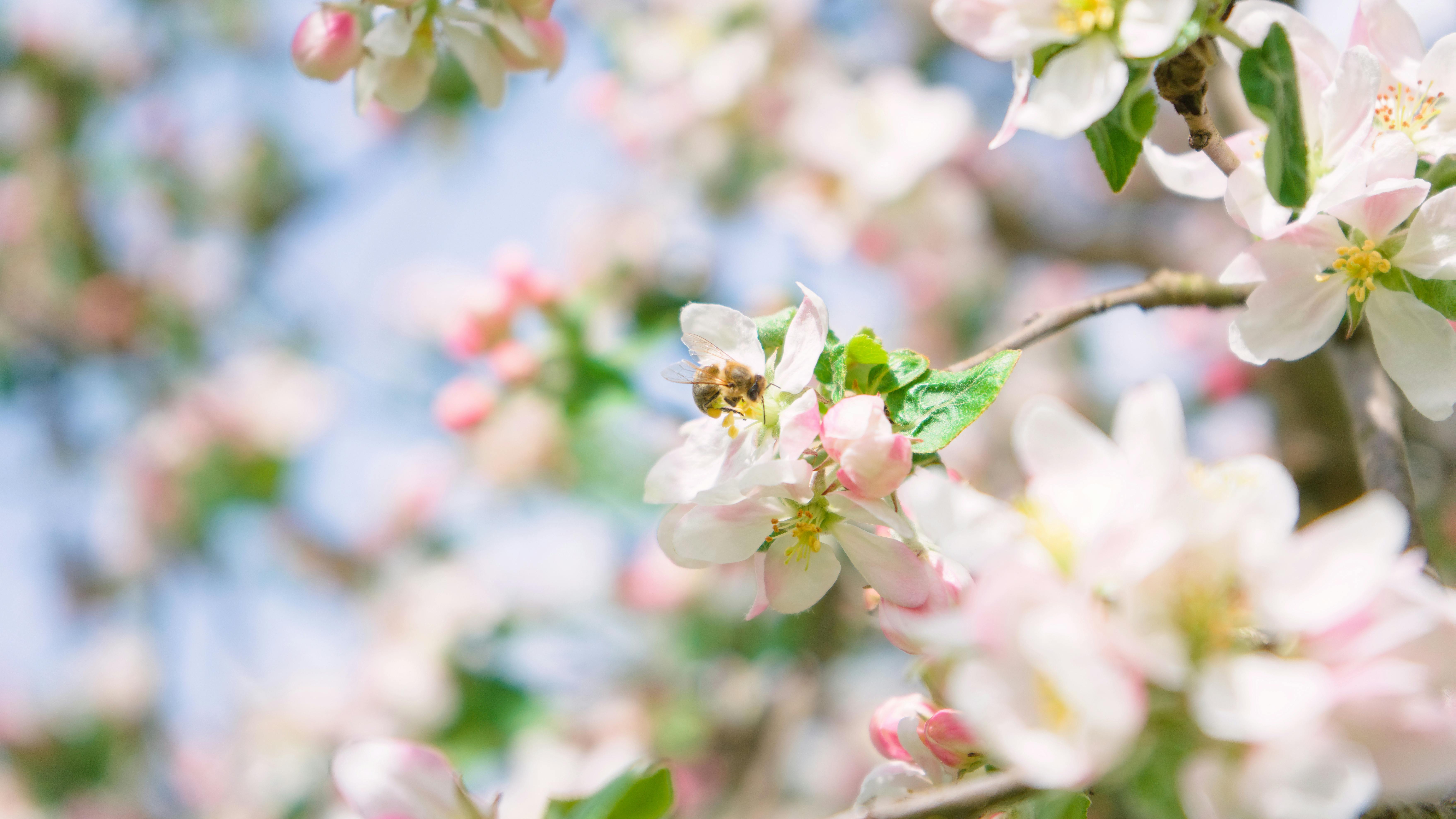 Schwebefliege an einer Apfelbaum-Blüte · Free Stock Photo