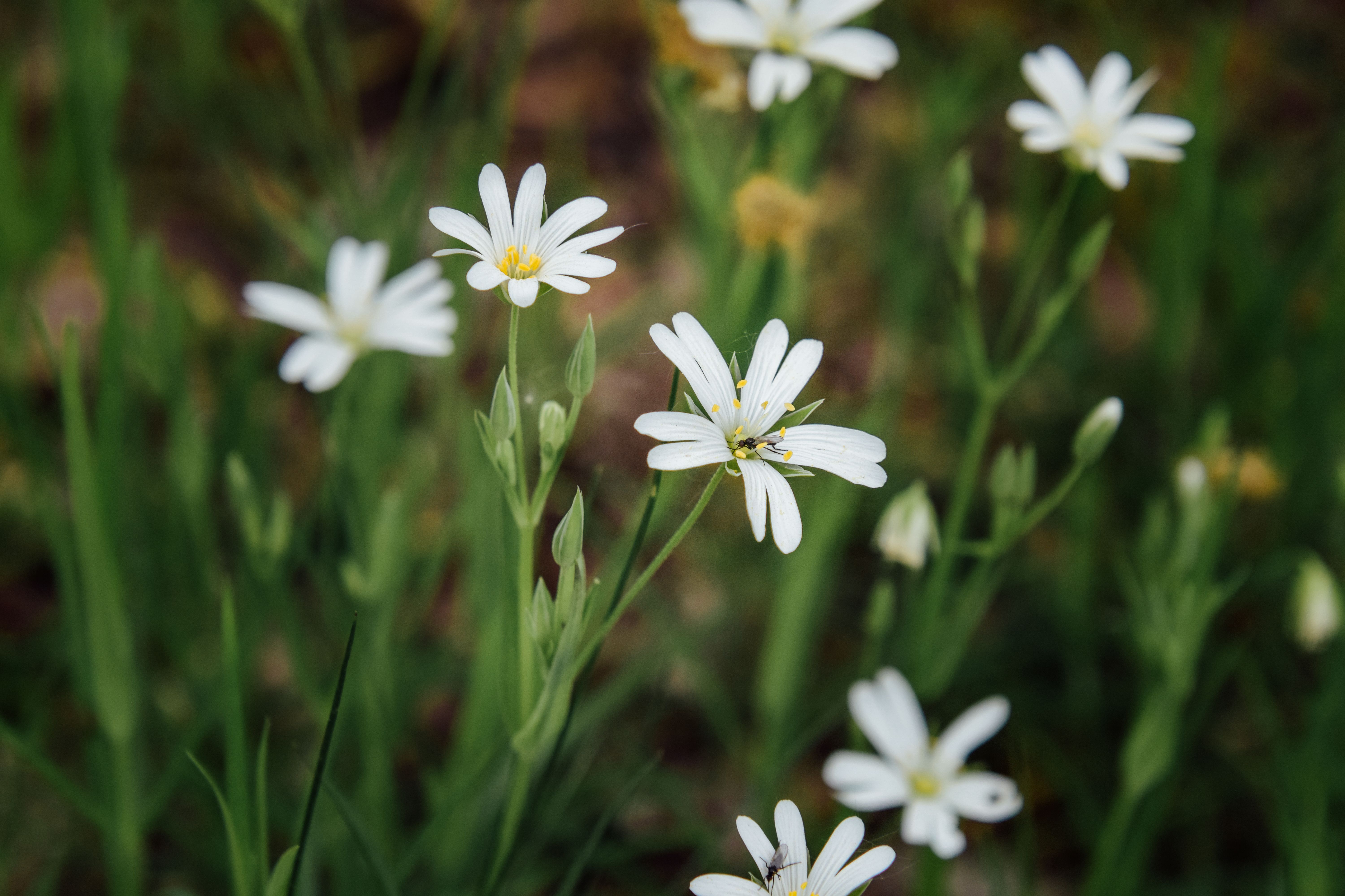 Plant Atlas Photos, Download The BEST Free Plant Atlas Stock Photos ...