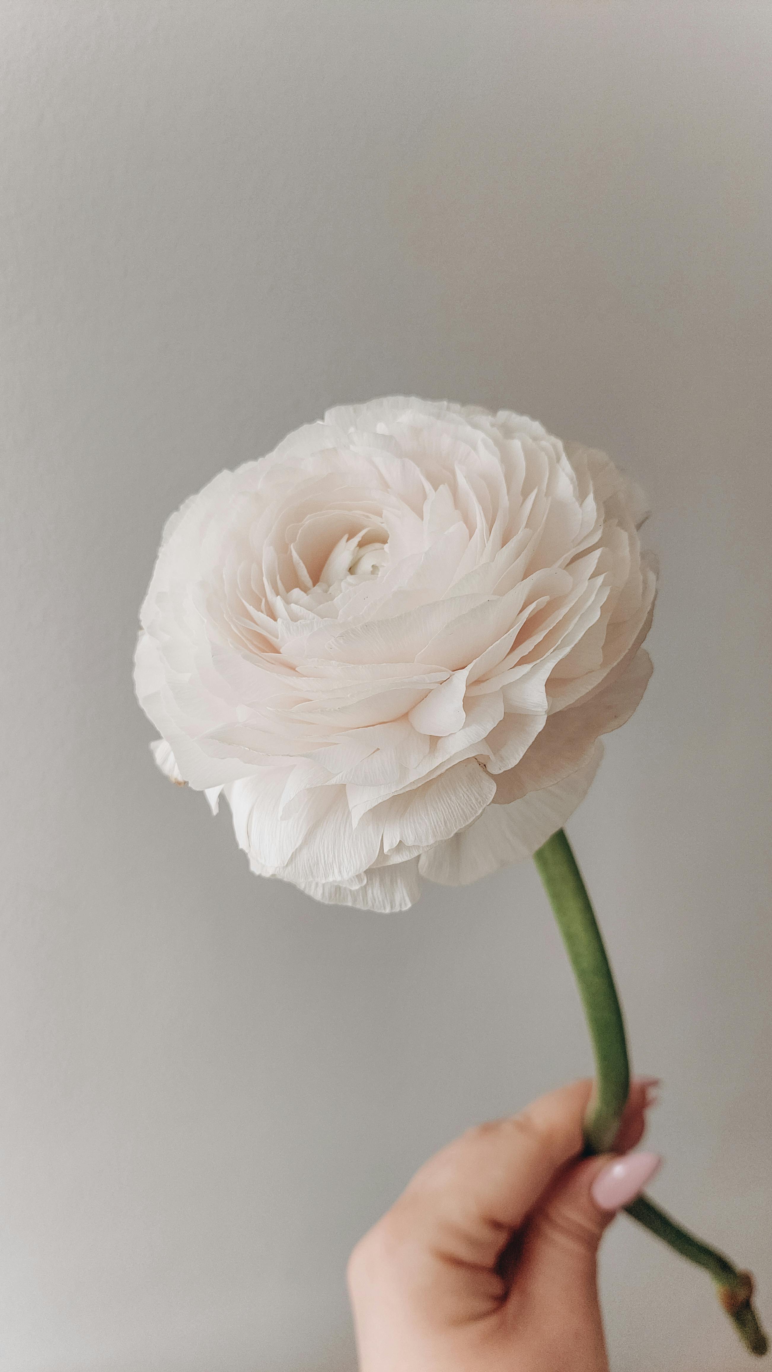 Flower Bookey Photos, Download The BEST Free Flower Bookey Stock Photos ...