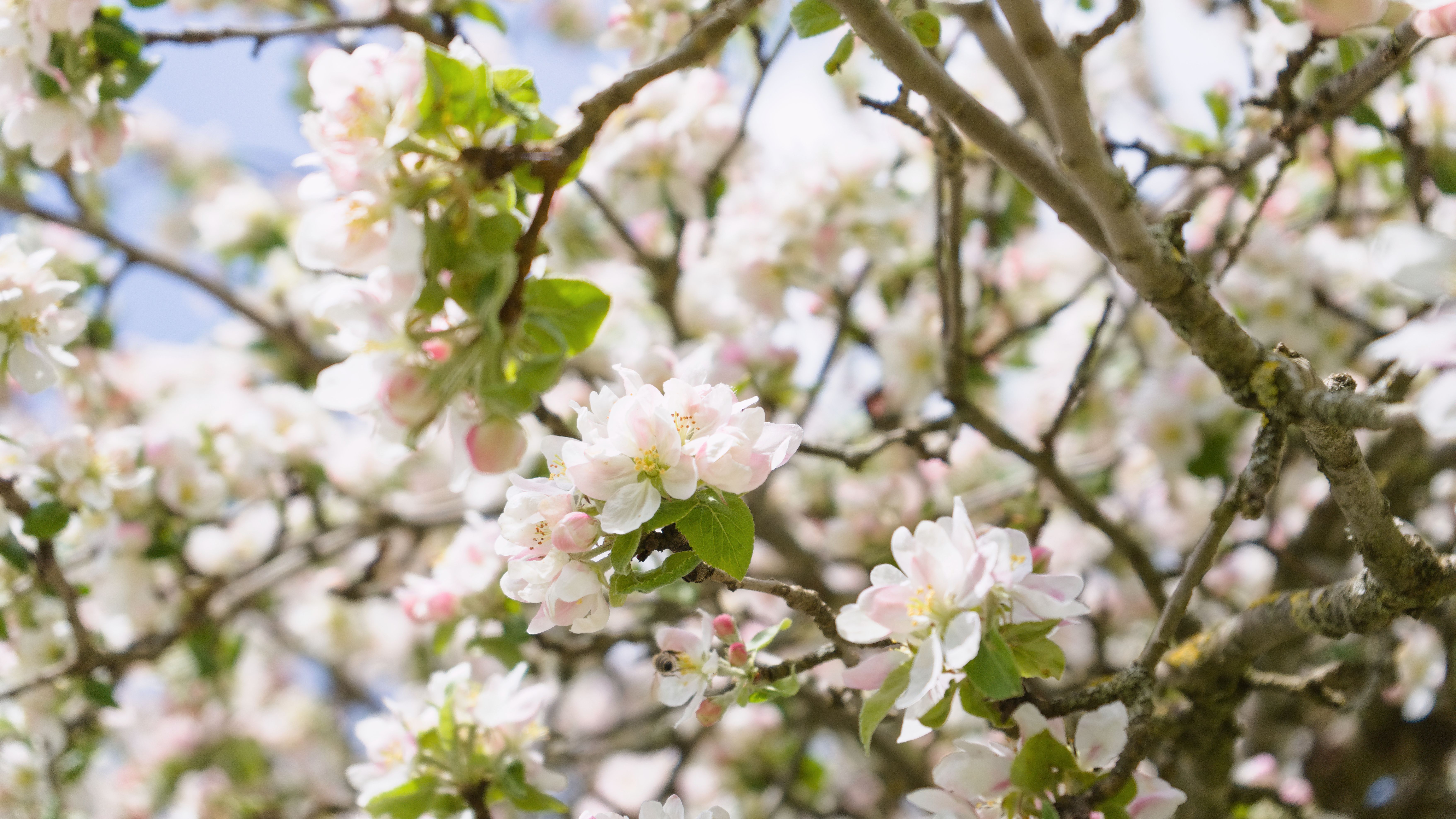 Blühender Apfelbaum · Free Stock Photo