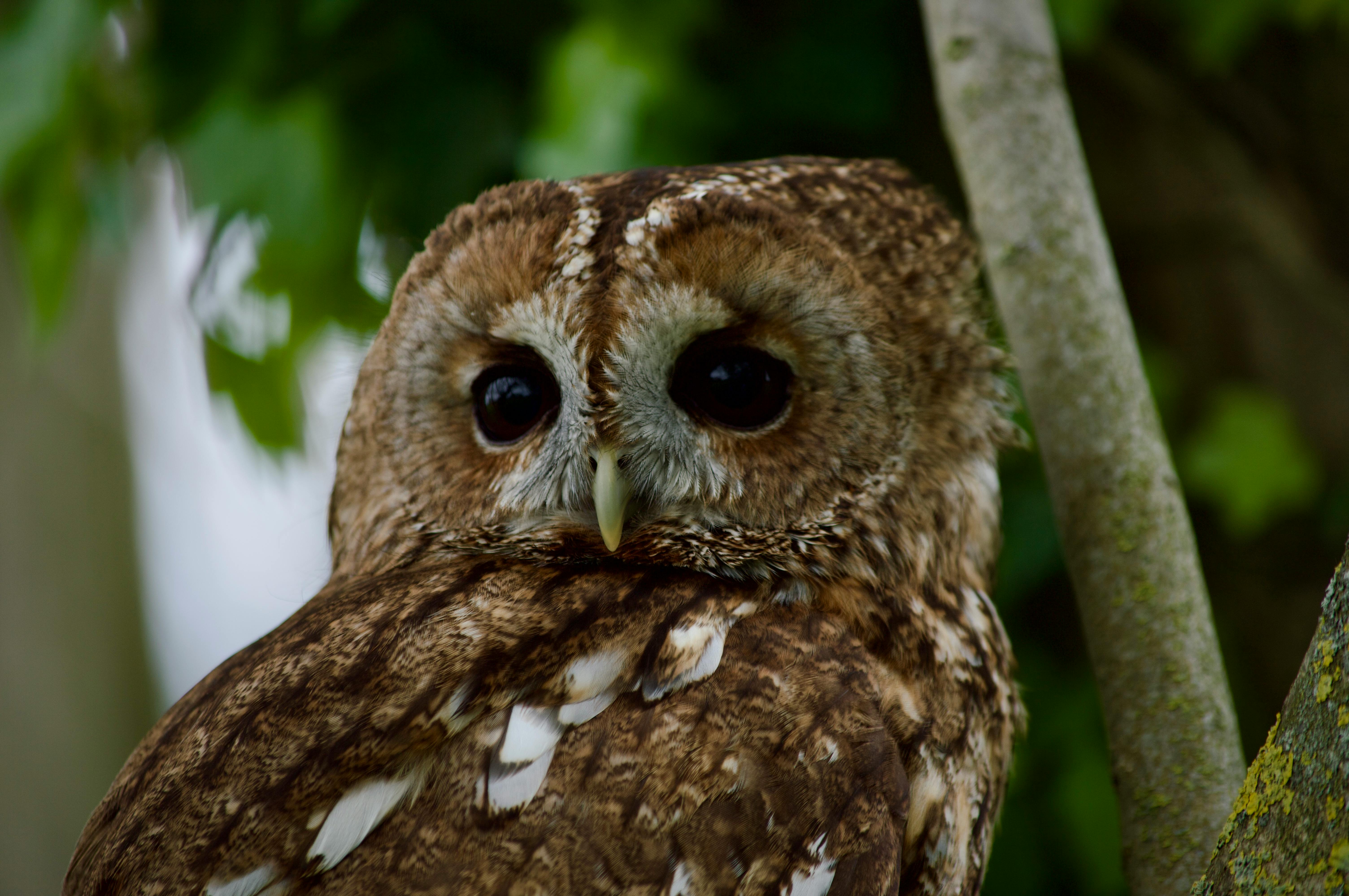 2 Owls on Tree Branch during Daytime · Free Stock Photo