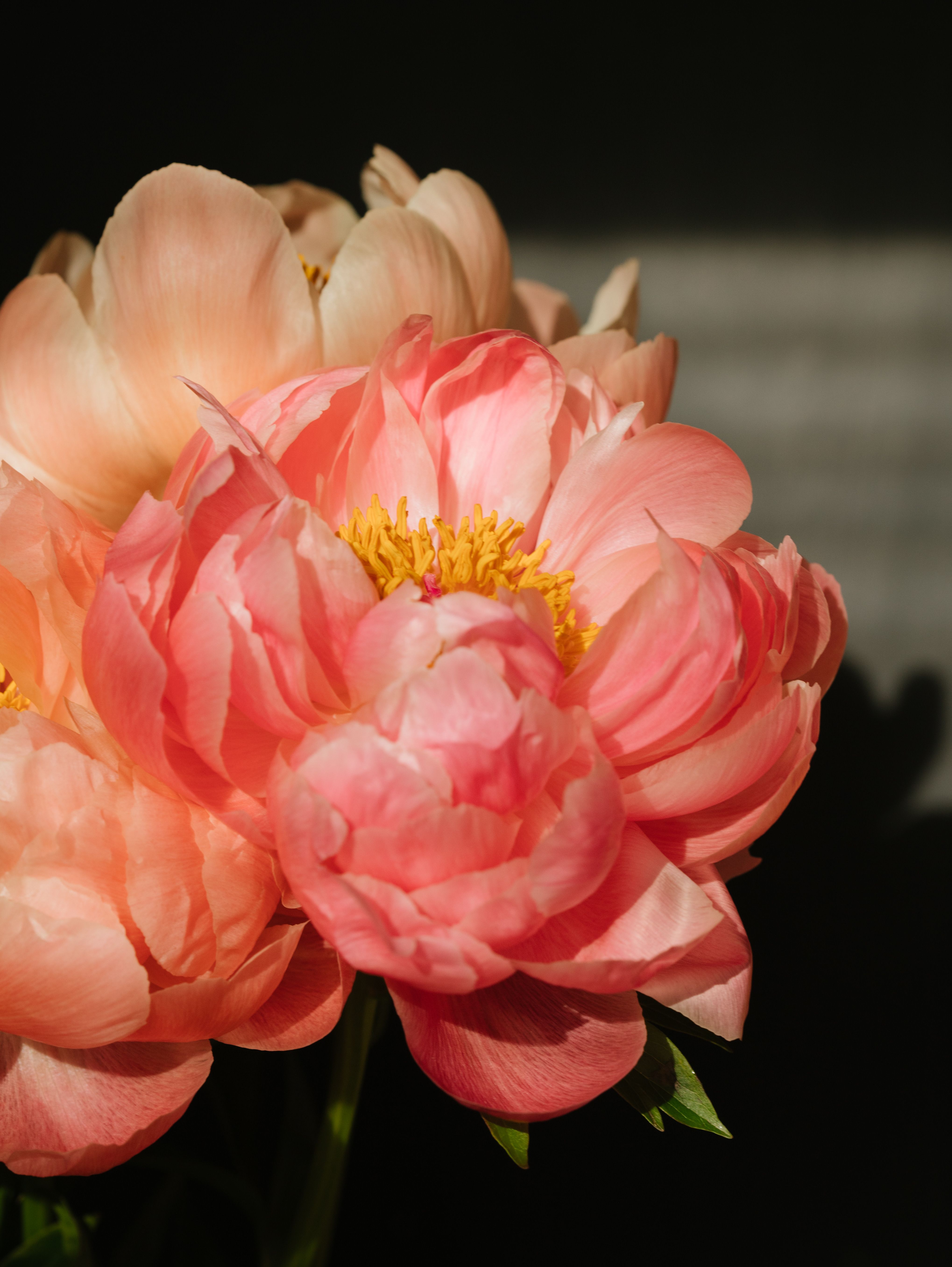 Red Blooming Moutan Peonies · Free Stock Photo